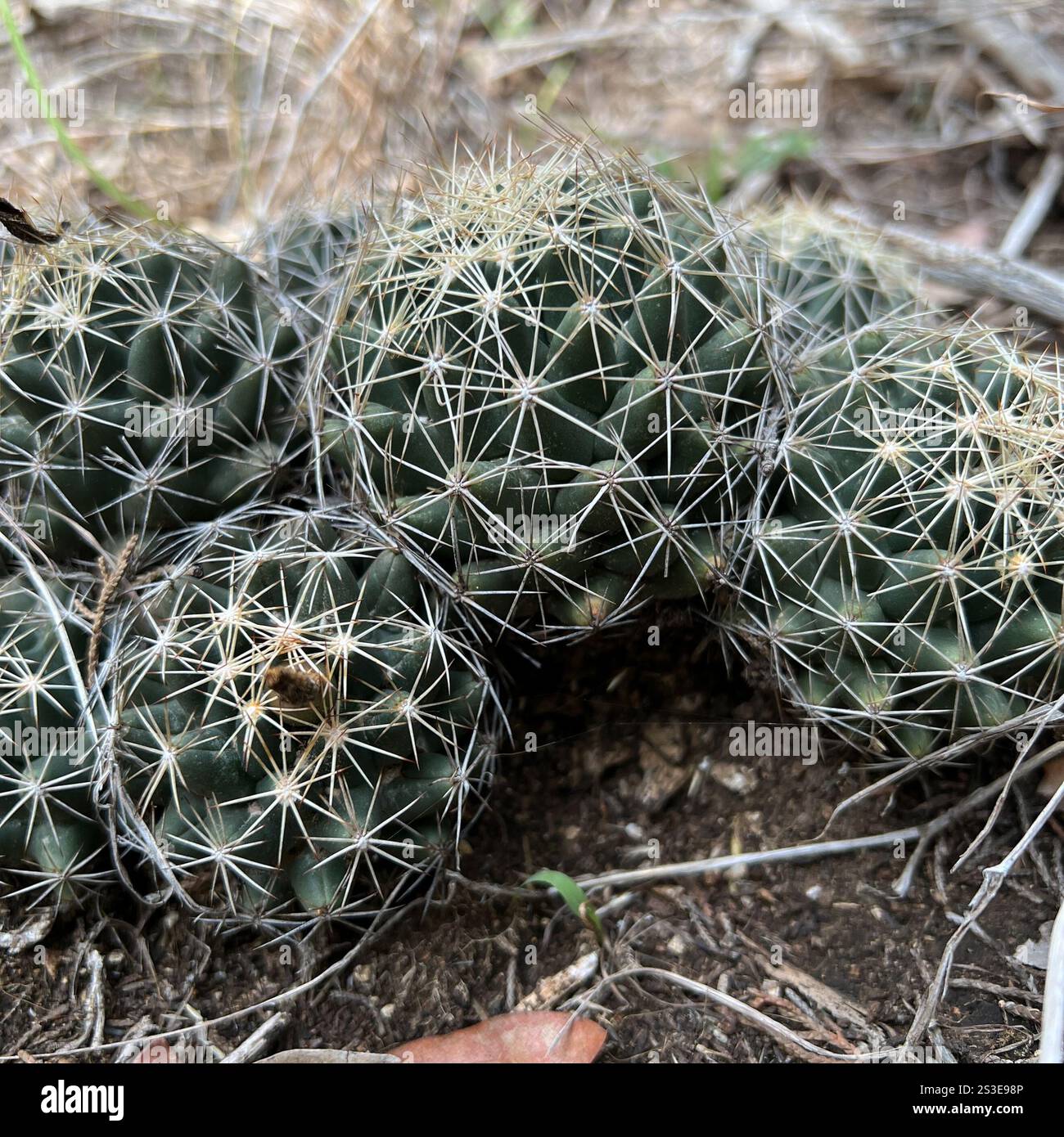 Grooved nipple cactus (Coryphantha sulcata Stock Photo - Alamy