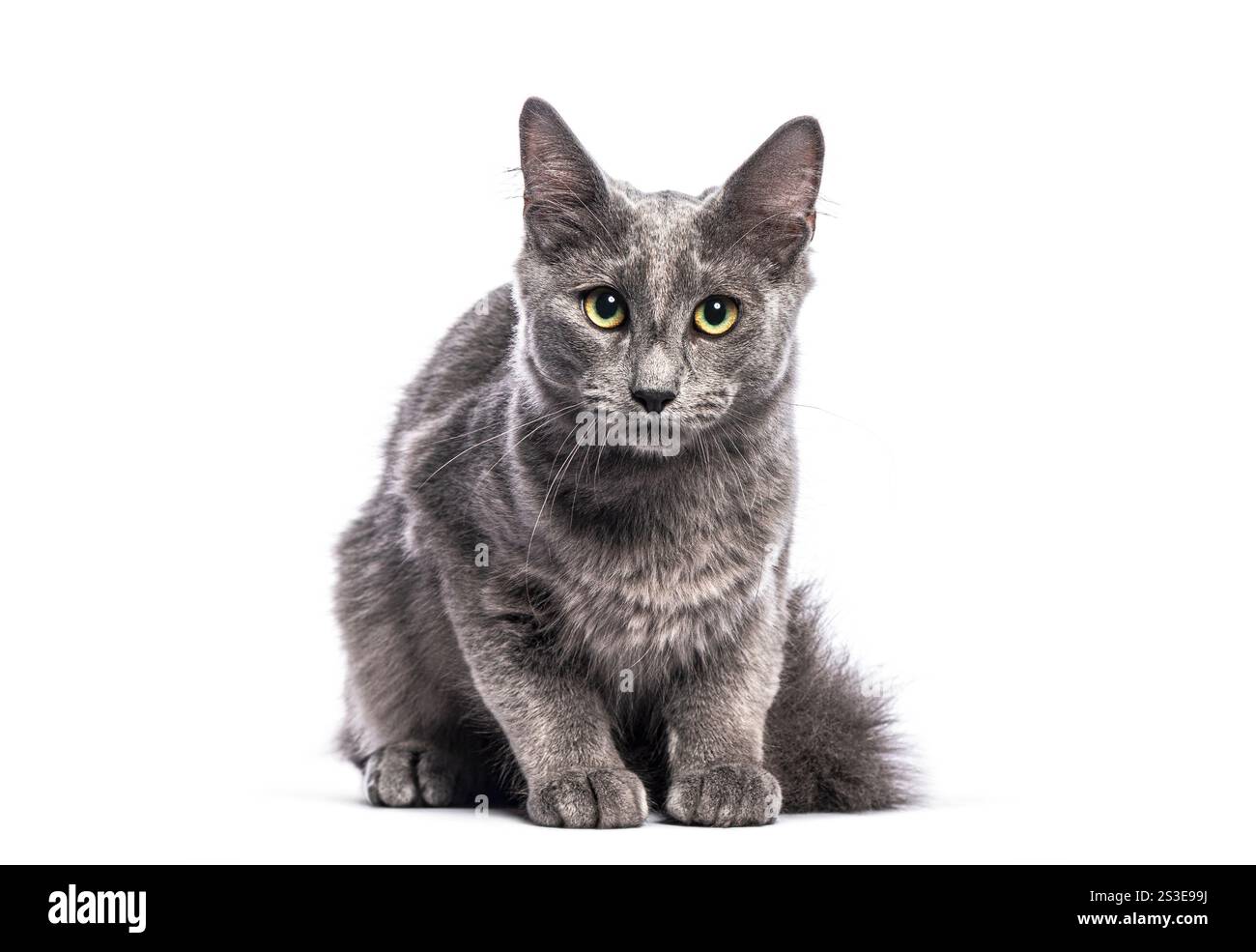 Six months old Nebelung kitten lying down and looking forward on white ...