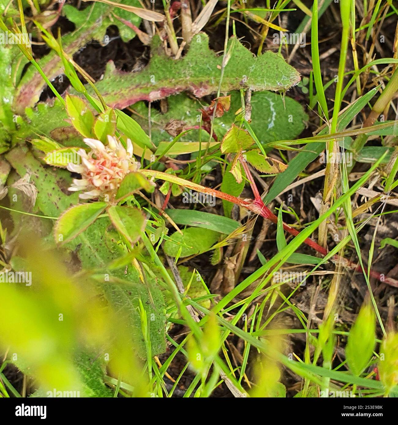 Clustered clover (Trifolium glomeratum Stock Photo - Alamy