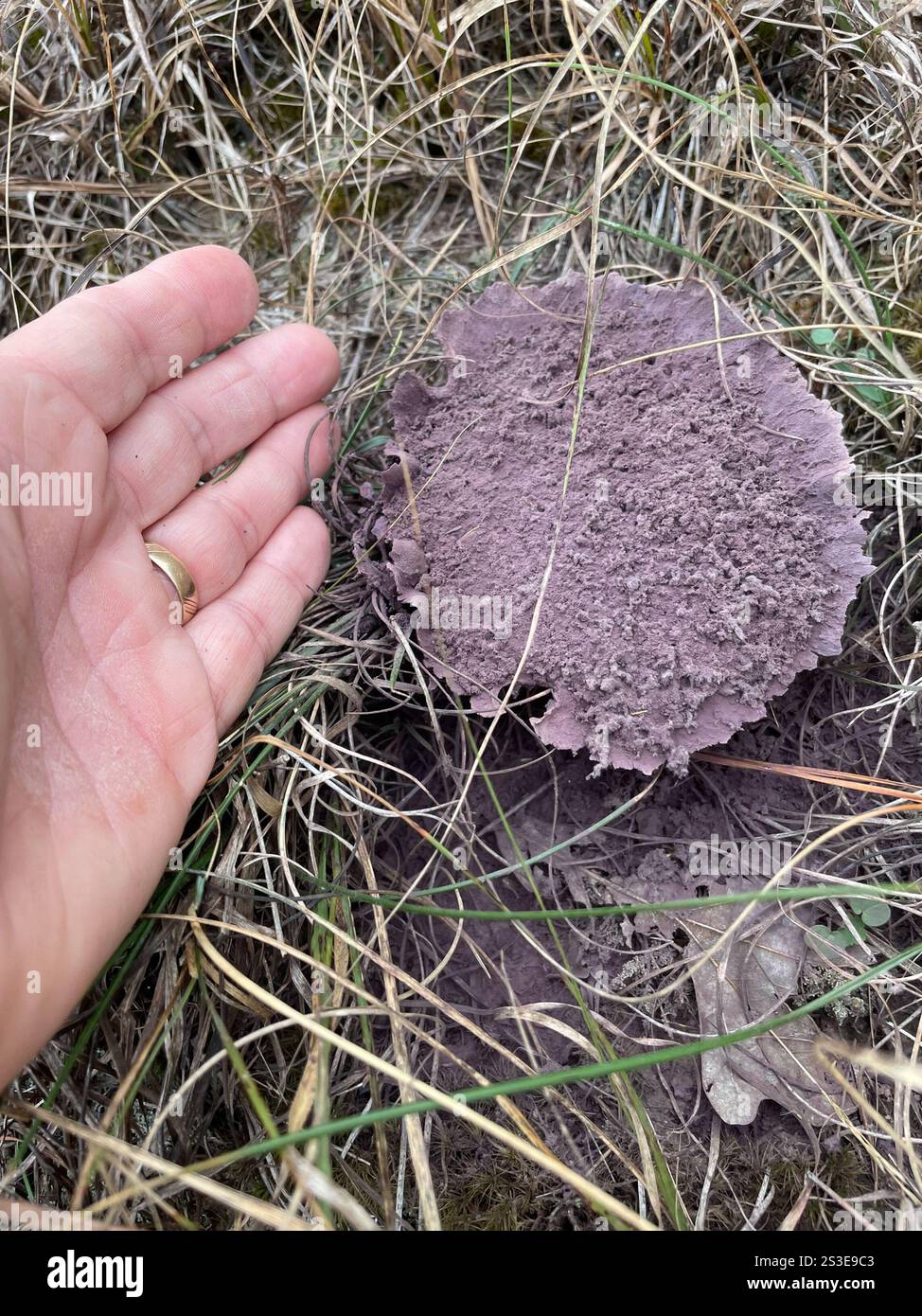 Purple-spored Puffball (Calvatia cyathiformis Stock Photo - Alamy