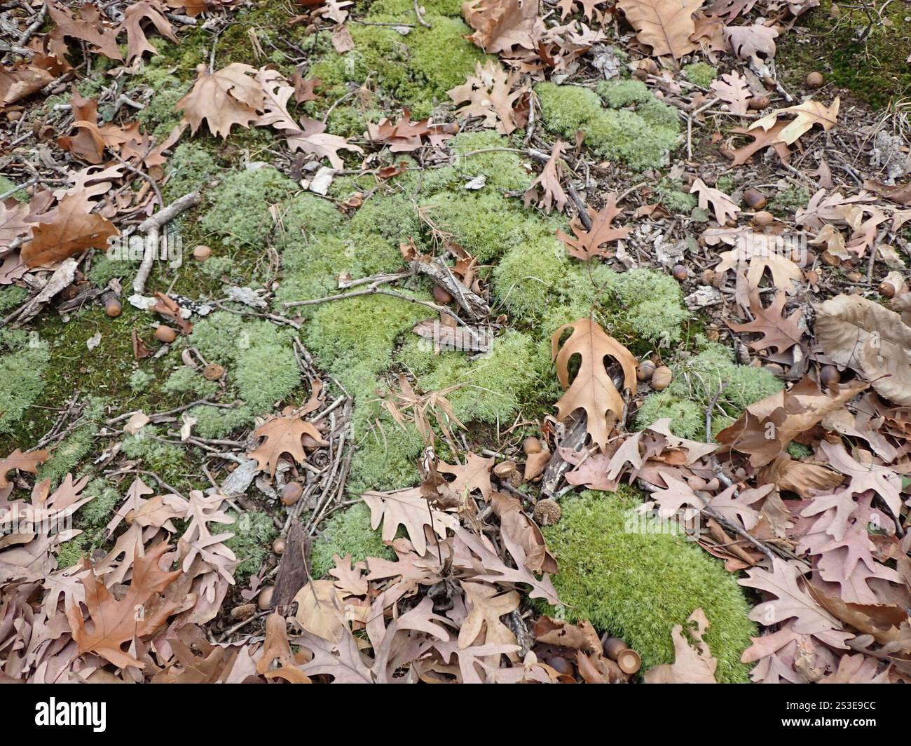 Pincushion Moss (Leucobryum glaucum Stock Photo - Alamy
