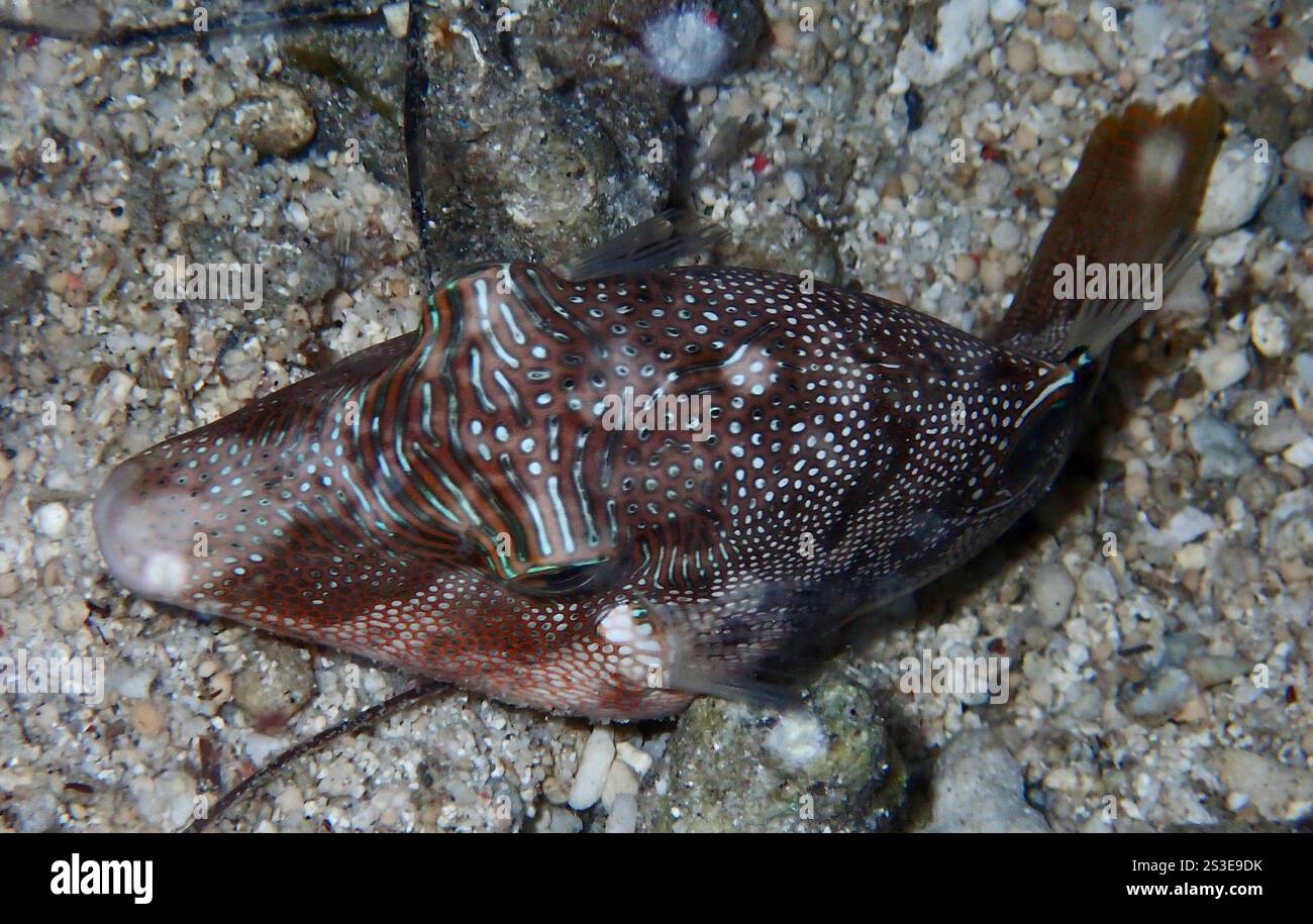Fingerprint Toby (Canthigaster compressa Stock Photo - Alamy