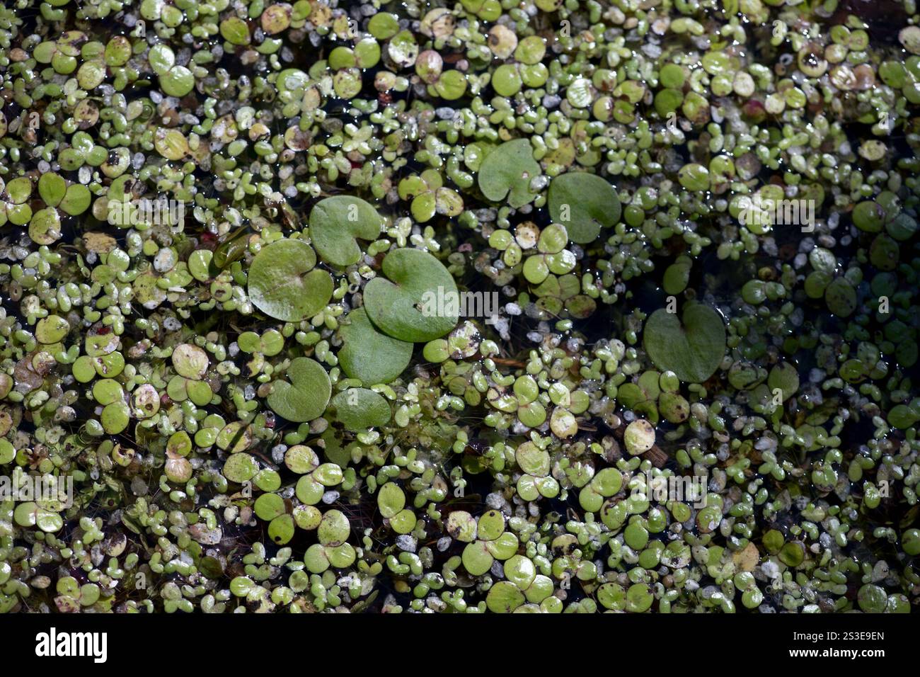 greater duckweed (Spirodela polyrhiza Stock Photo - Alamy