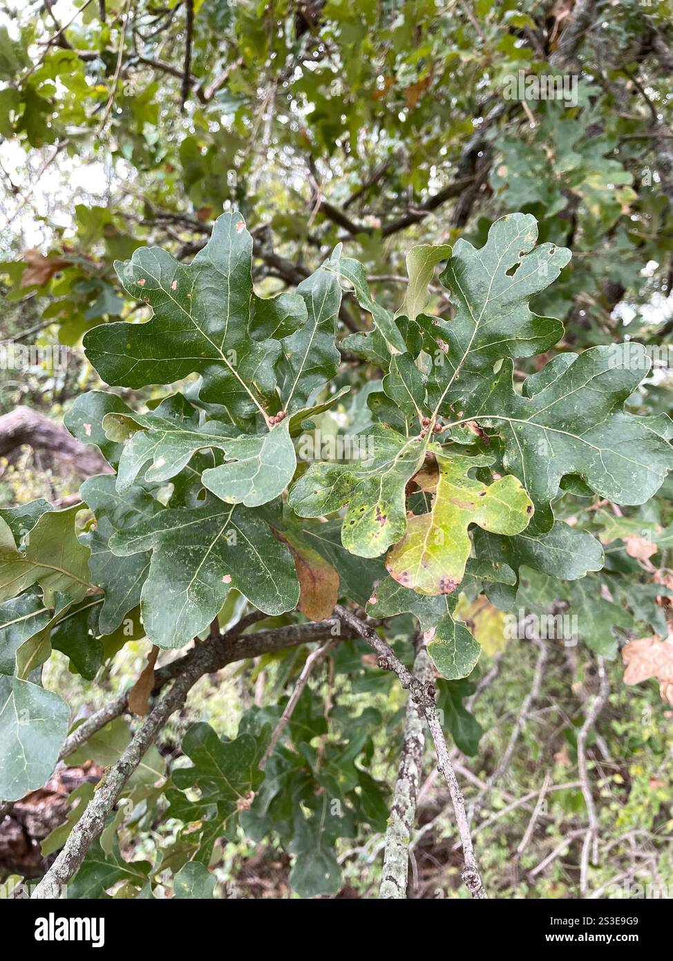 post oak (Quercus stellata Stock Photo - Alamy