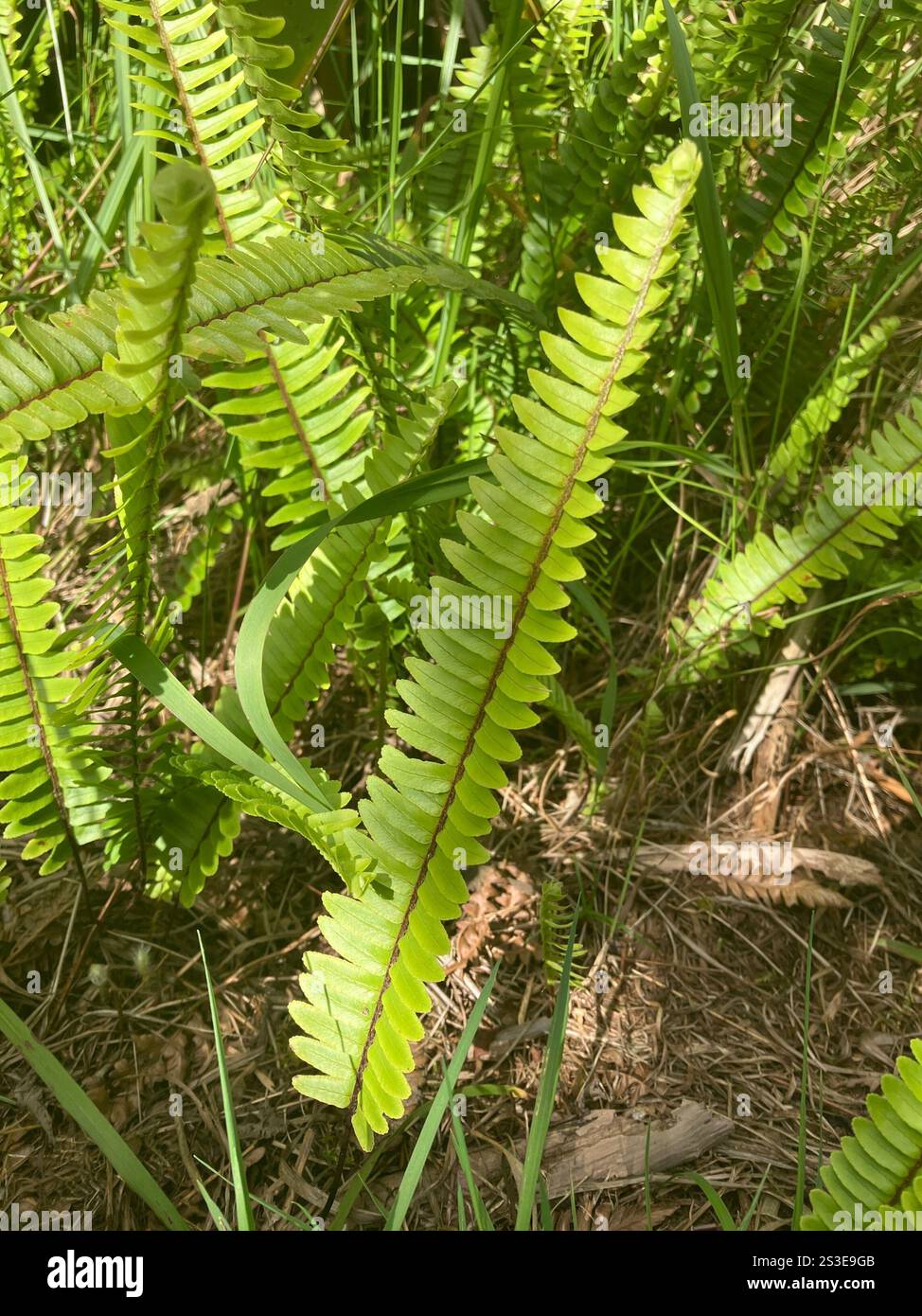 Fishbone Fern (Nephrolepis cordifolia Stock Photo - Alamy