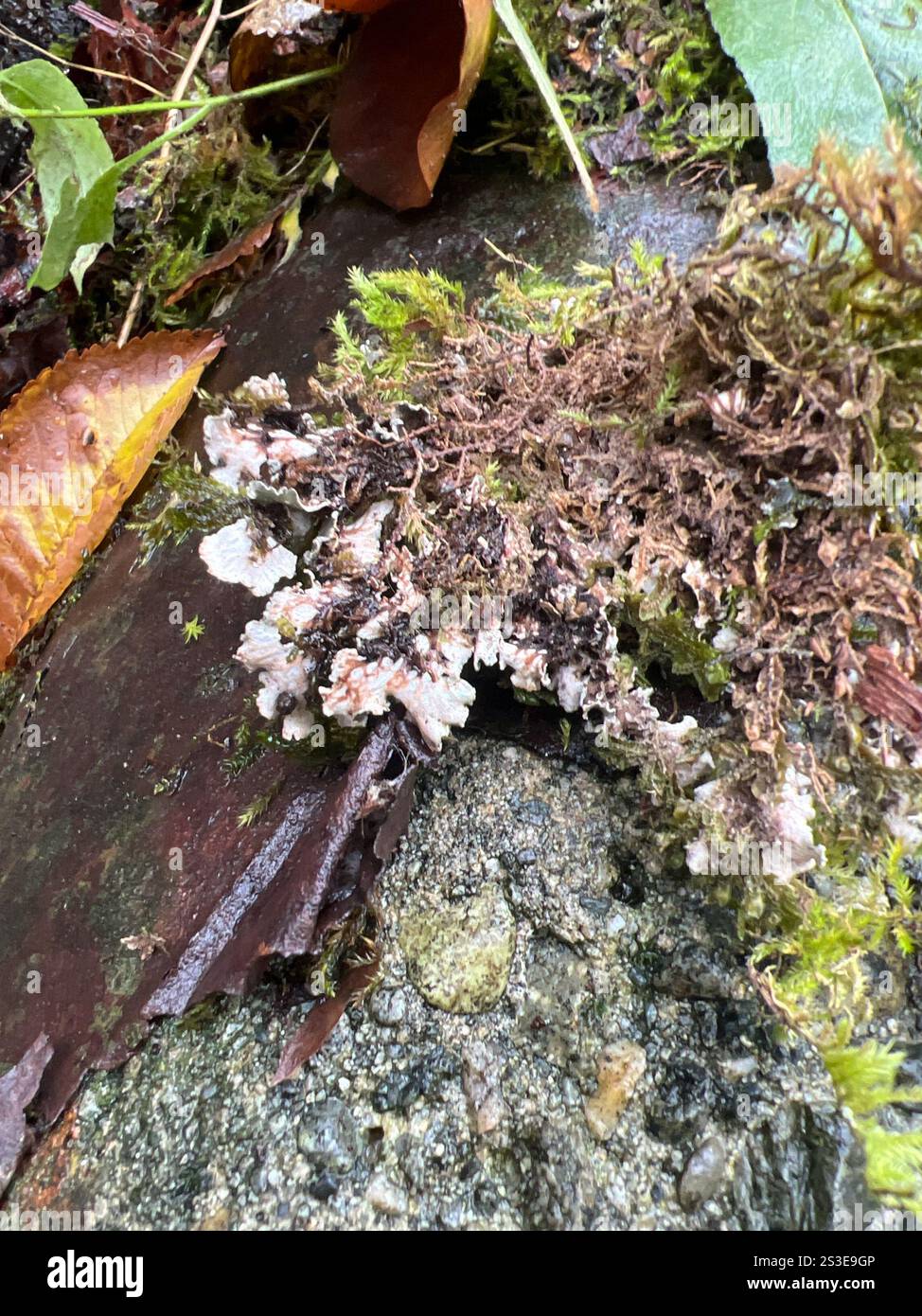tree pelt lichen (Peltigera collina Stock Photo - Alamy