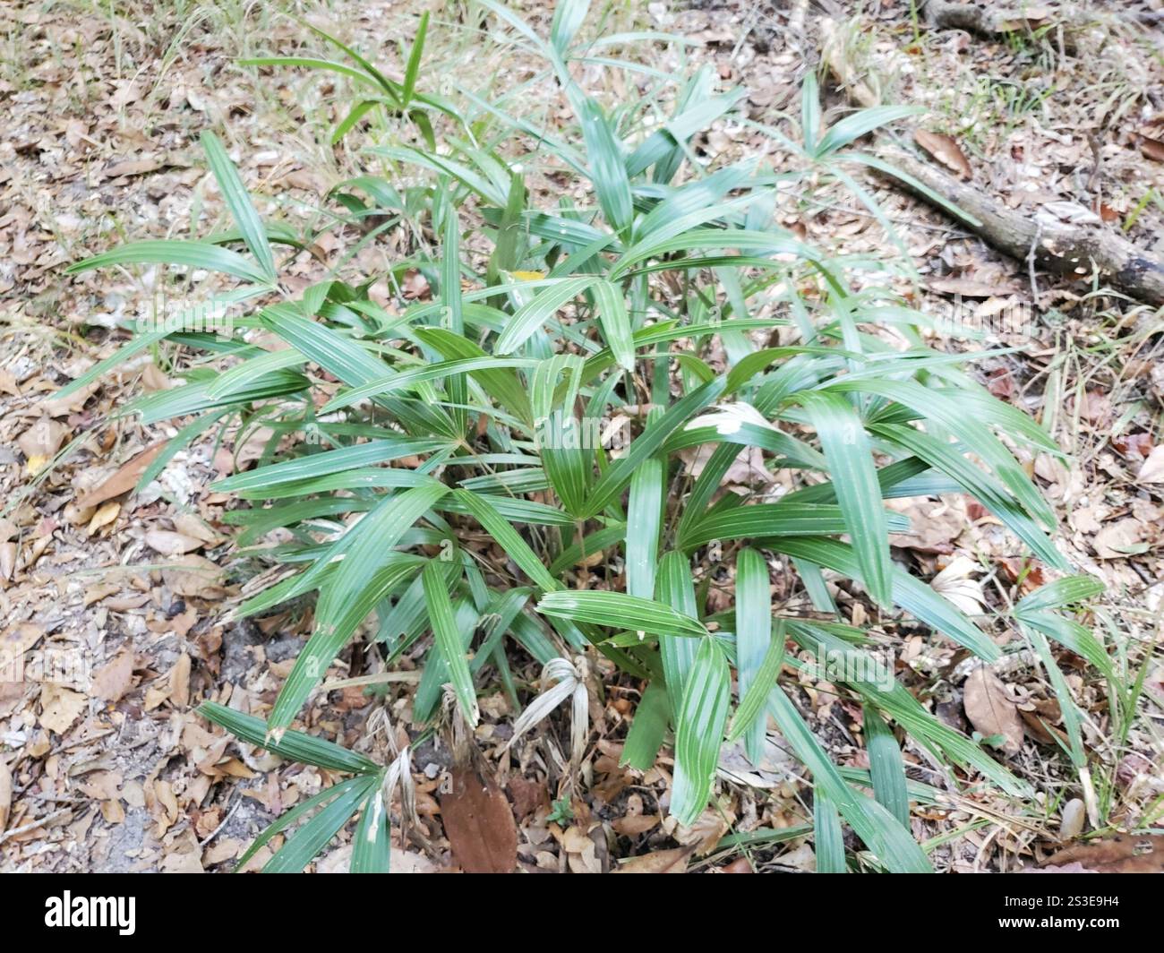 needle palm (Rhapidophyllum hystrix Stock Photo - Alamy