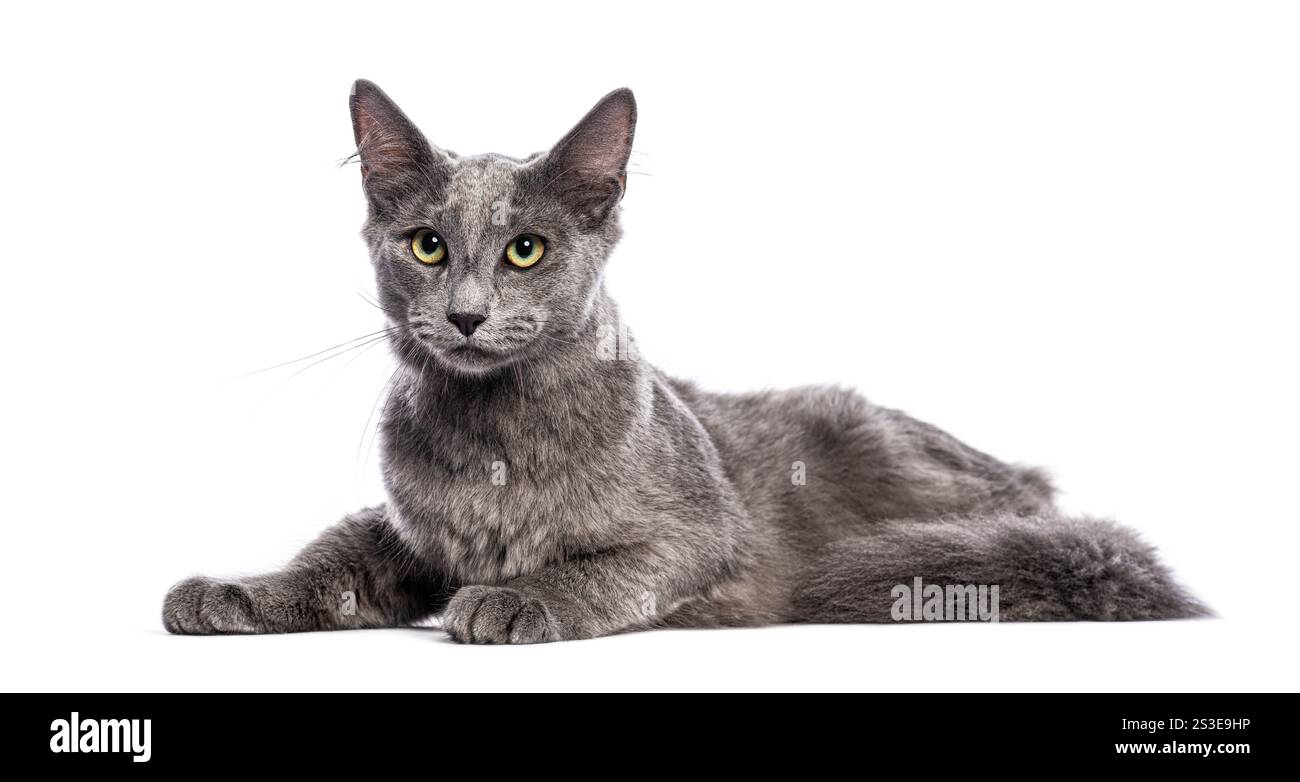 Six months old Nebelung kitten cat lying down and resting on a white ...
