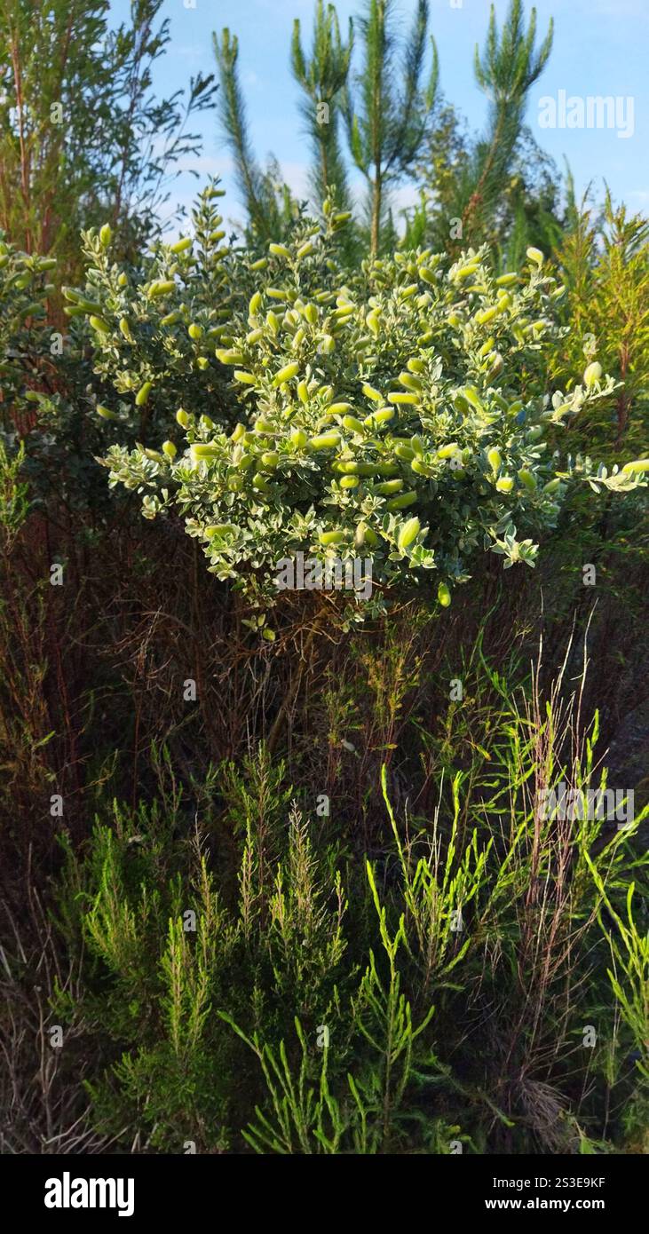 Myrtle Capesweetpea (Podalyria myrtillifolia Stock Photo - Alamy
