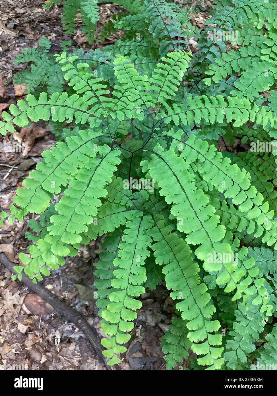 northern maidenhair fern (Adiantum pedatum Stock Photo - Alamy