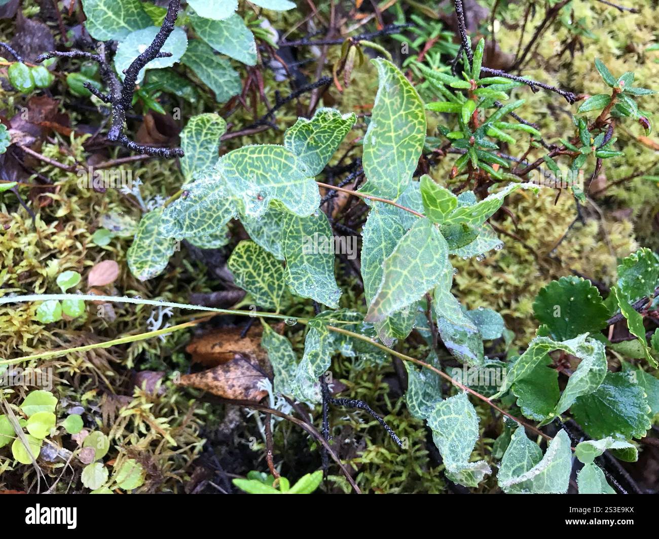 Northern Comandra (Geocaulon lividum Stock Photo - Alamy
