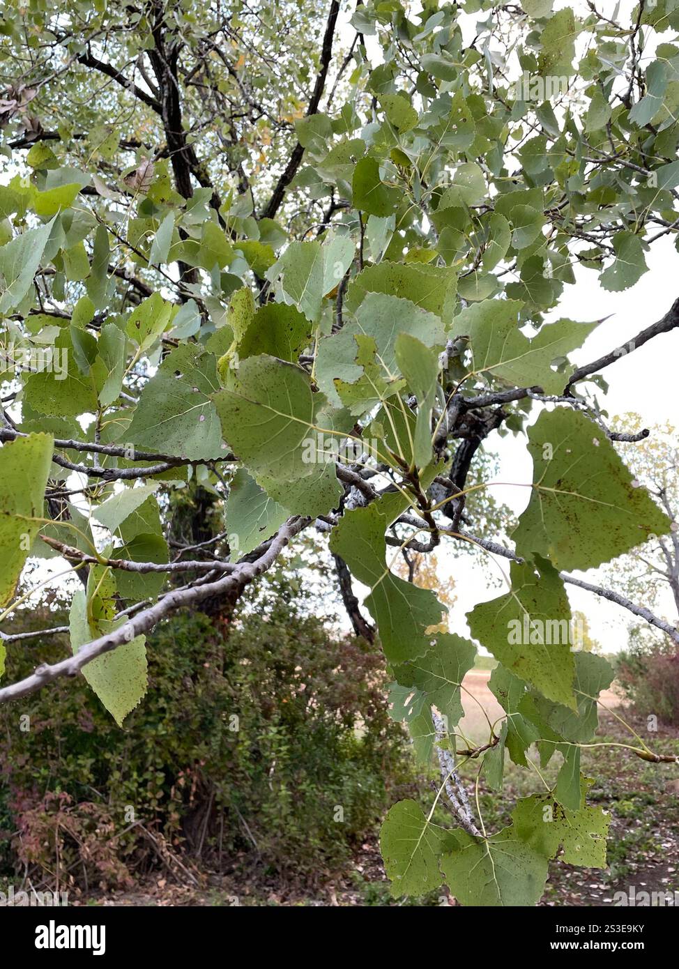 Eastern Cottonwood (Populus deltoides Stock Photo - Alamy