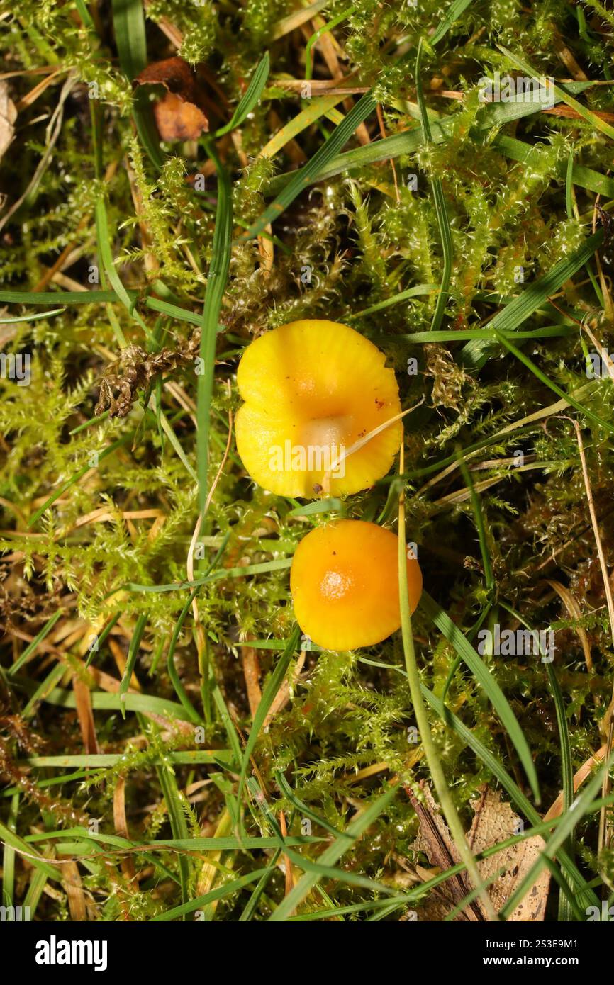 Butter Waxcap (Hygrocybe ceracea Stock Photo - Alamy
