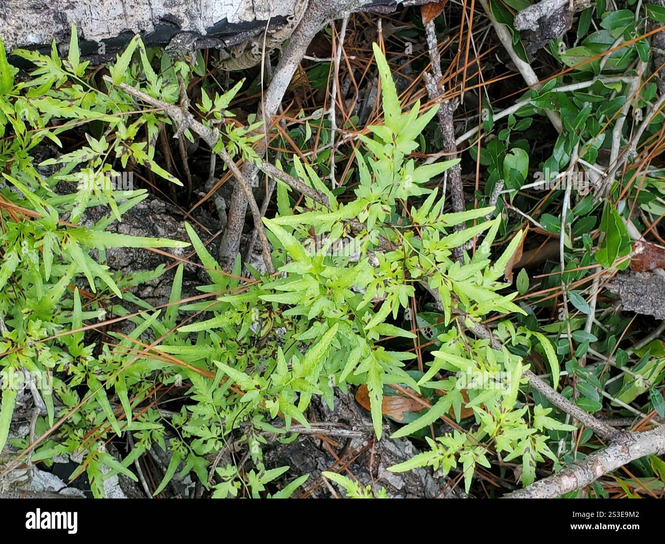 Japanese climbing fern (Lygodium japonicum Stock Photo - Alamy