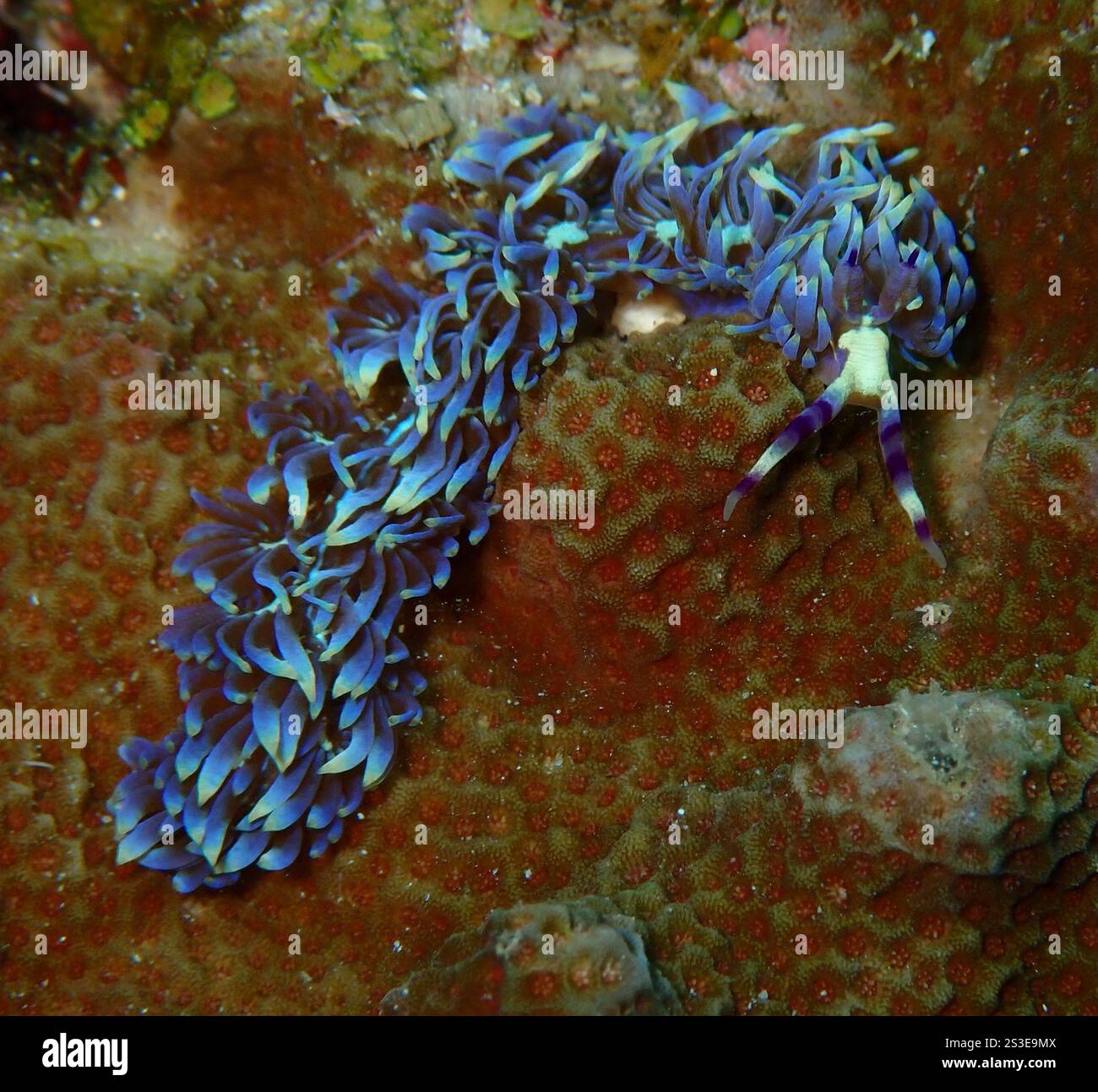 Blue Dragon (Pteraeolidia semperi Stock Photo - Alamy