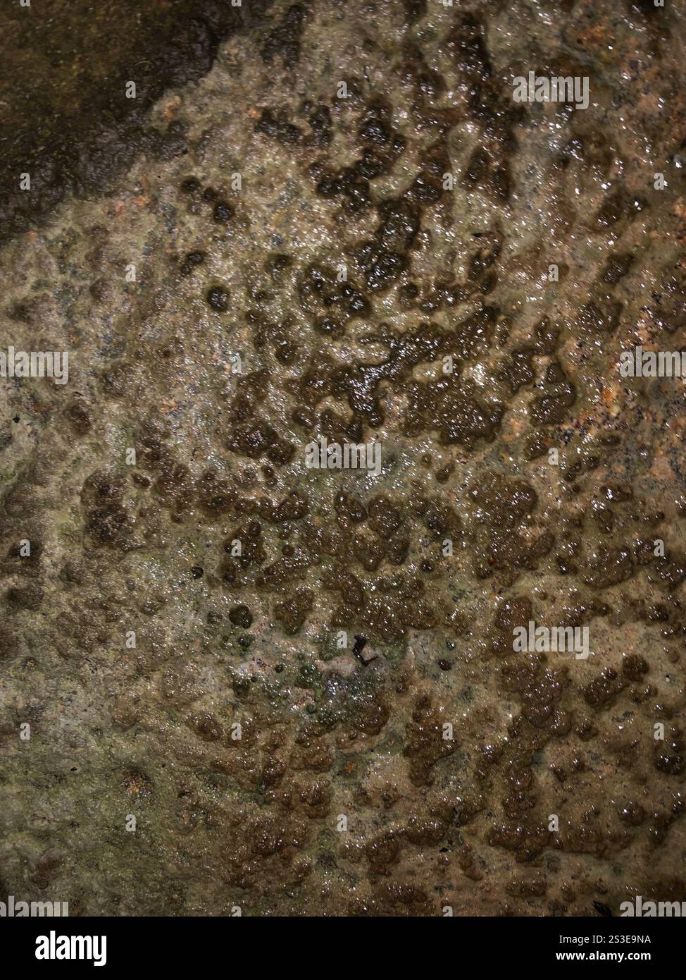 Frosted Grain-spored Lichen (Sarcogyne regularis Stock Photo - Alamy