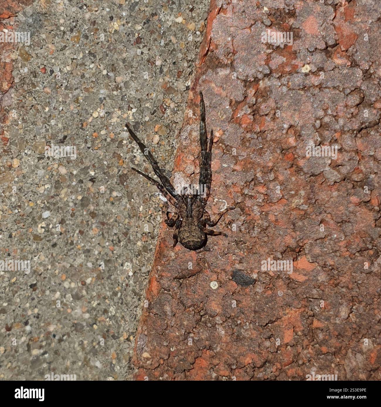 Cambridge's Crab Spider (Isala cambridgei Stock Photo - Alamy