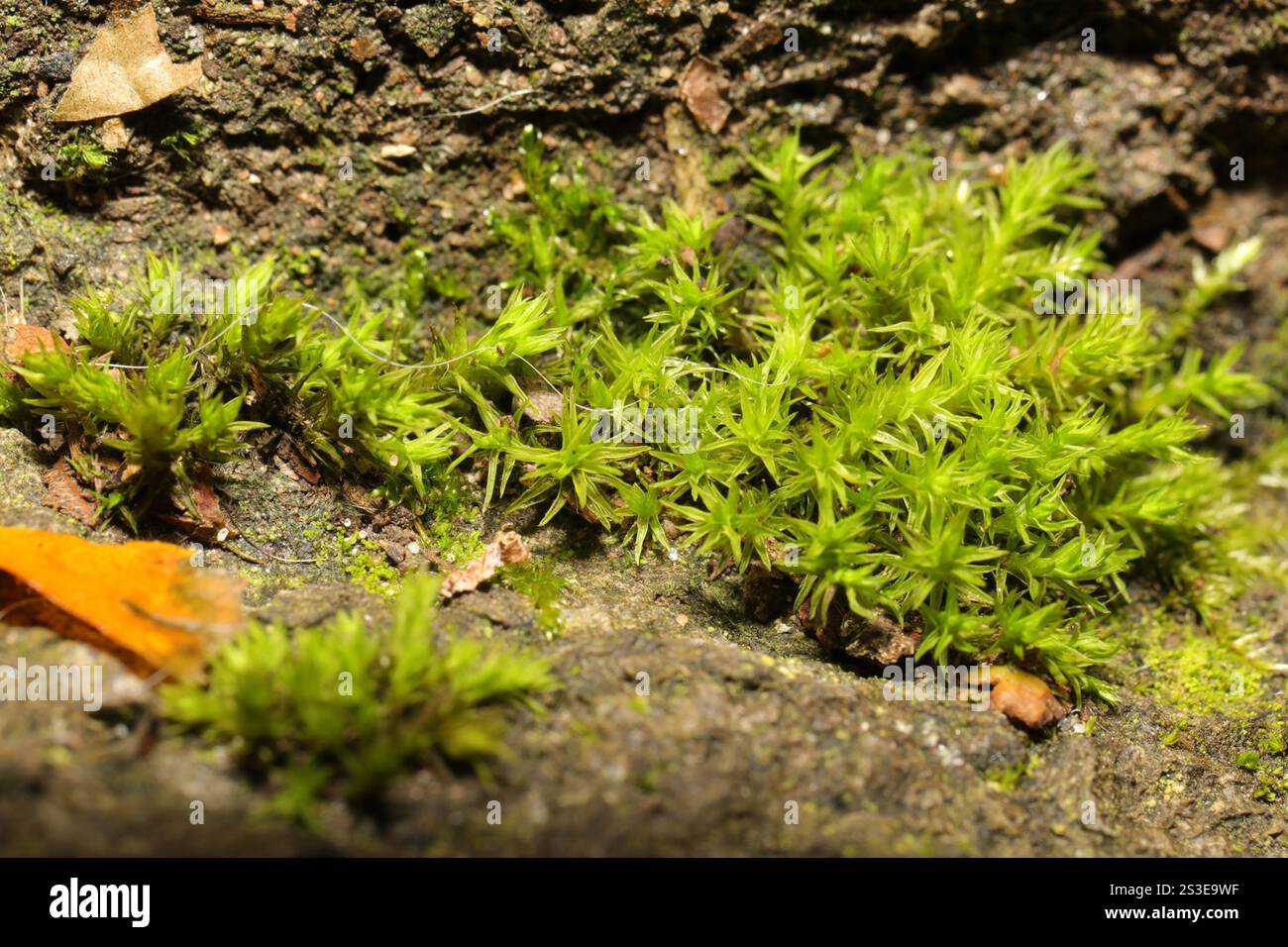Wood Bristle-moss (Lewinskya affinis Stock Photo - Alamy