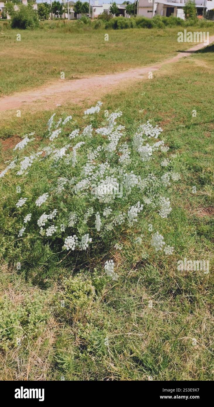 bisnaga (Visnaga daucoides Stock Photo - Alamy