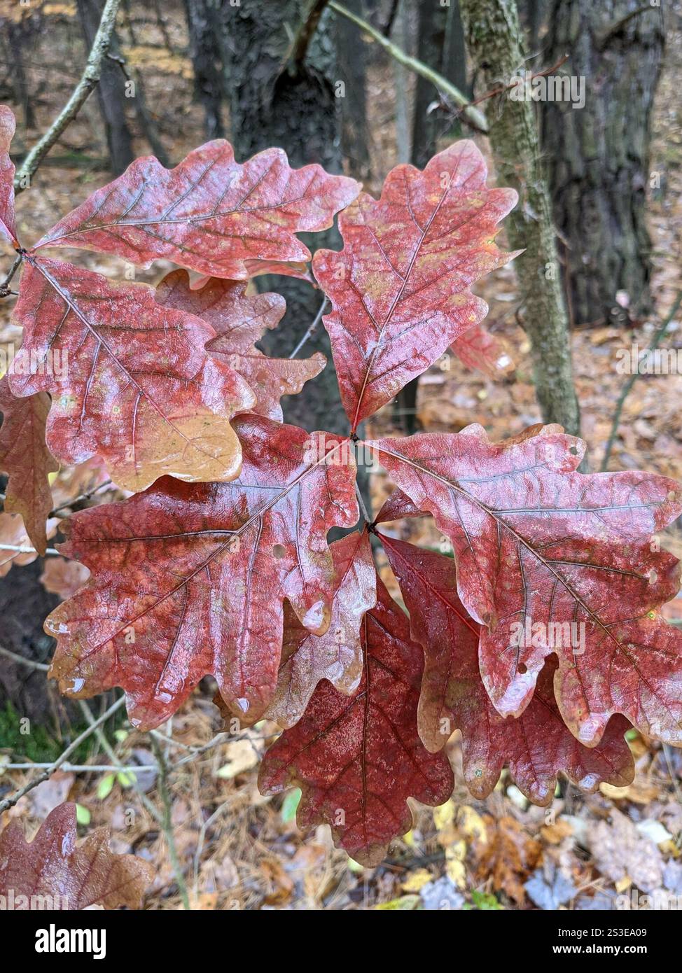 white oak (Quercus alba Stock Photo - Alamy