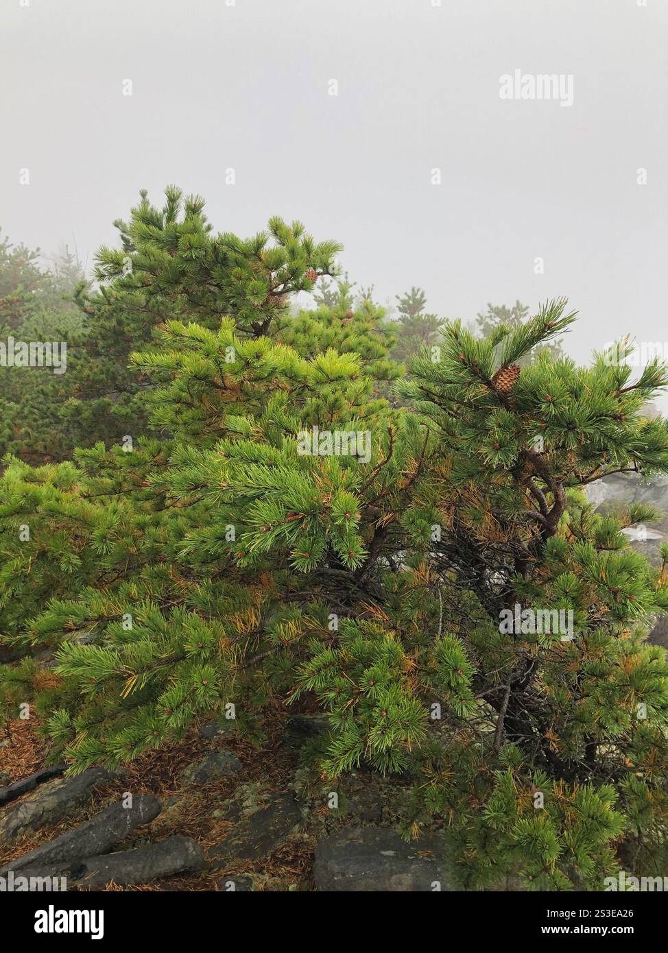 Table Mountain pine (Pinus pungens Stock Photo - Alamy