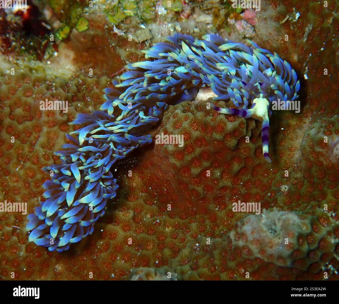 Blue Dragon (Pteraeolidia semperi Stock Photo - Alamy