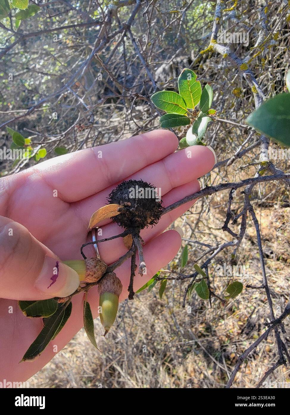 Live Oak Apple Gall Wasp (Amphibolips quercuspomiformis Stock Photo - Alamy
