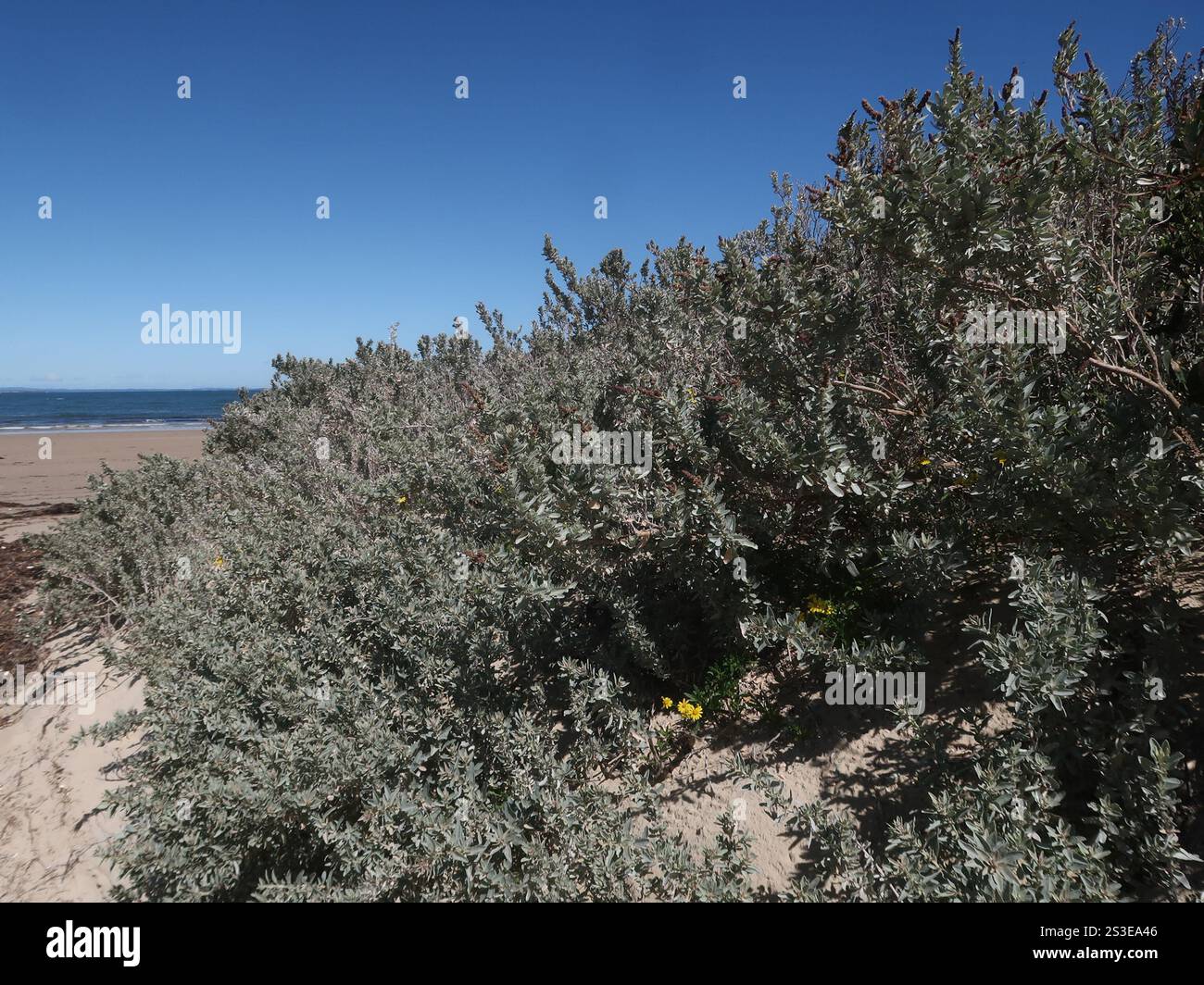 Grey Saltbush (Atriplex cinerea Stock Photo - Alamy
