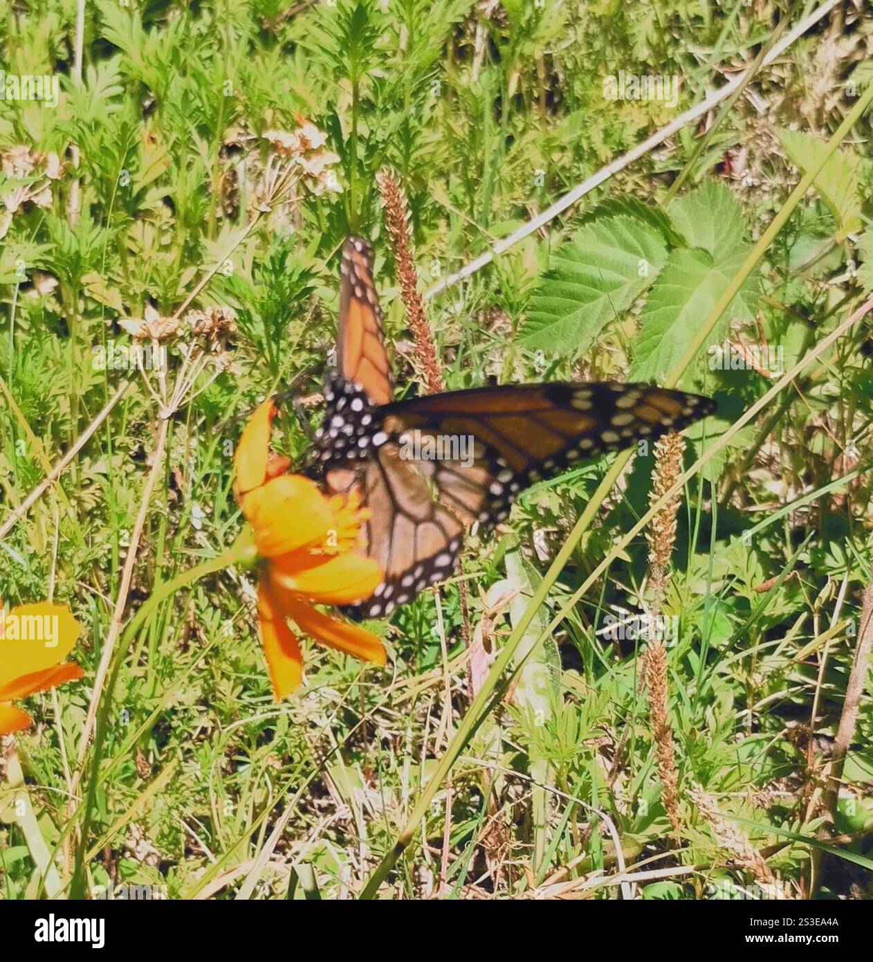 Southern Monarch (Danaus erippus Stock Photo - Alamy