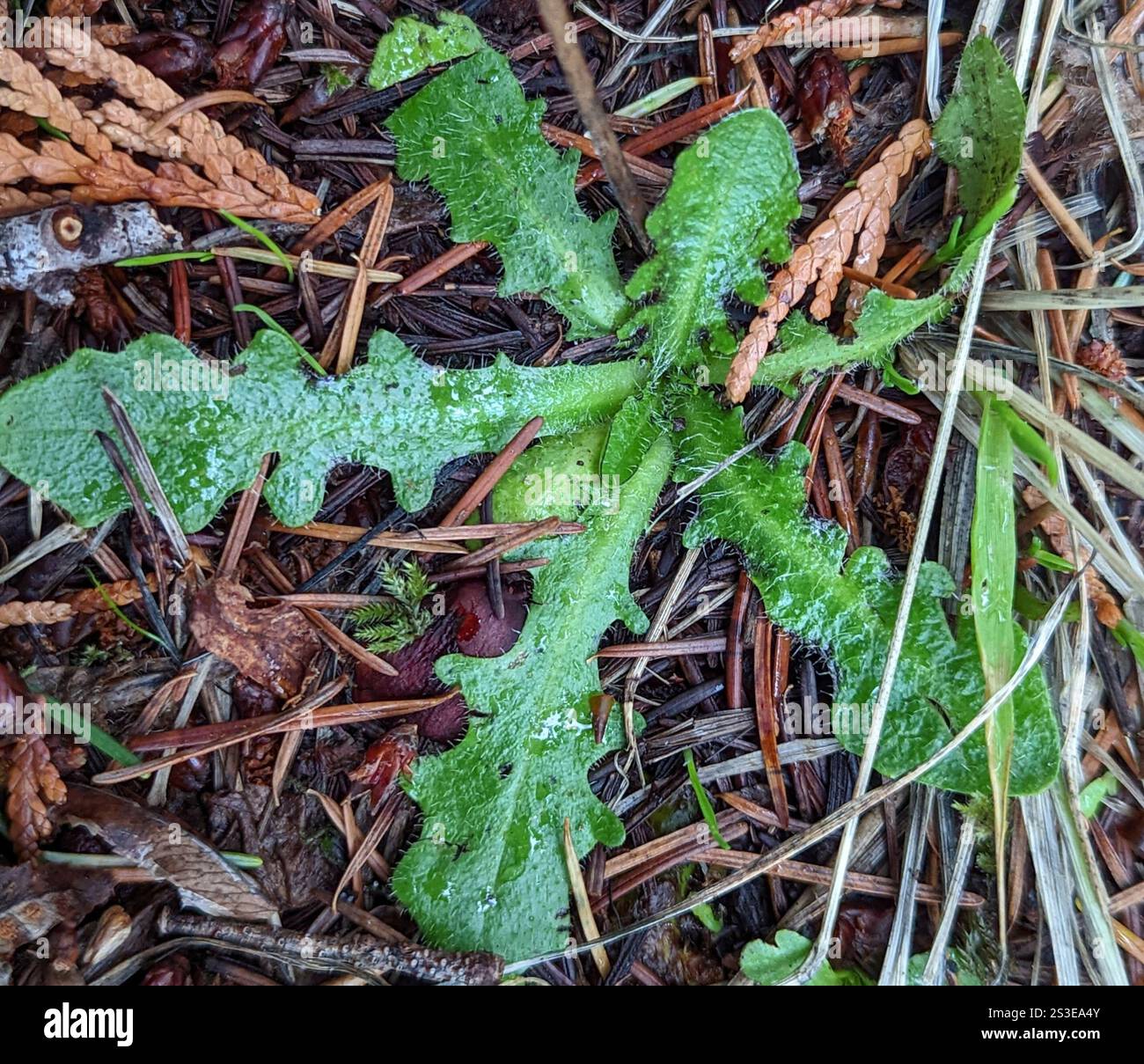 Common Cat's-ear (Hypochaeris radicata Stock Photo - Alamy
