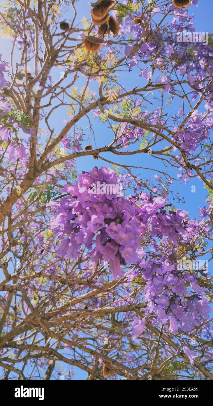 Jambula Tree Blue Jacaranda (Jacaranda Mimosifolia Stock Photo Blue ...