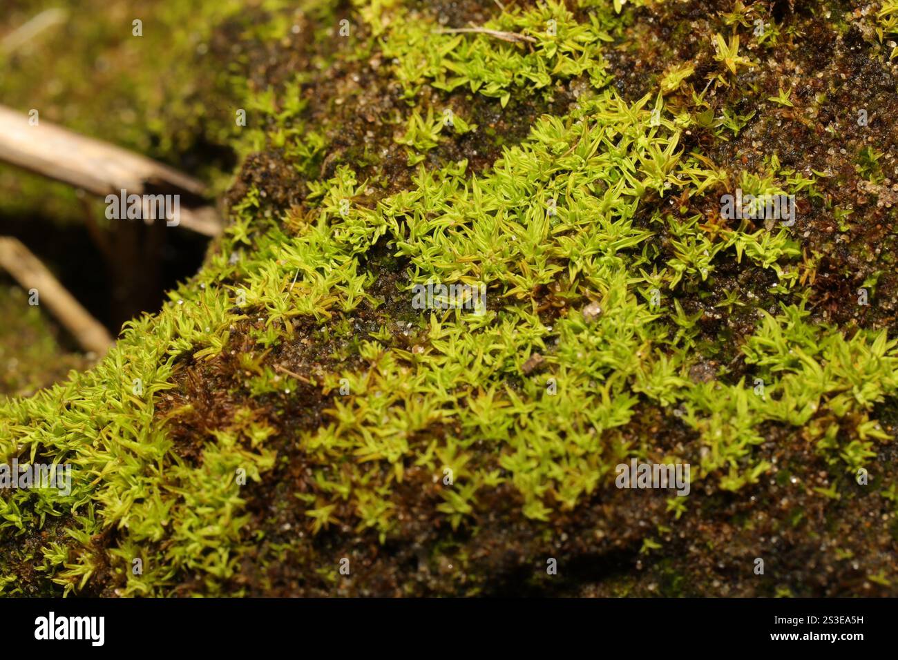 Bird's-Claw Beard-Moss (Barbula unguiculata Stock Photo - Alamy