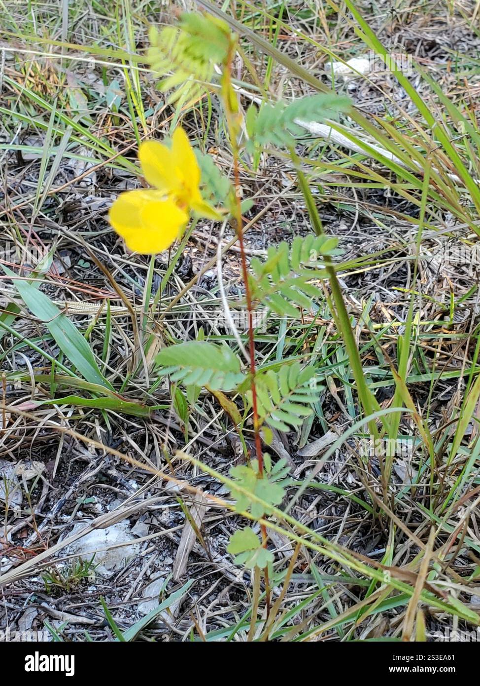 partridge pea (Chamaecrista fasciculata Stock Photo - Alamy