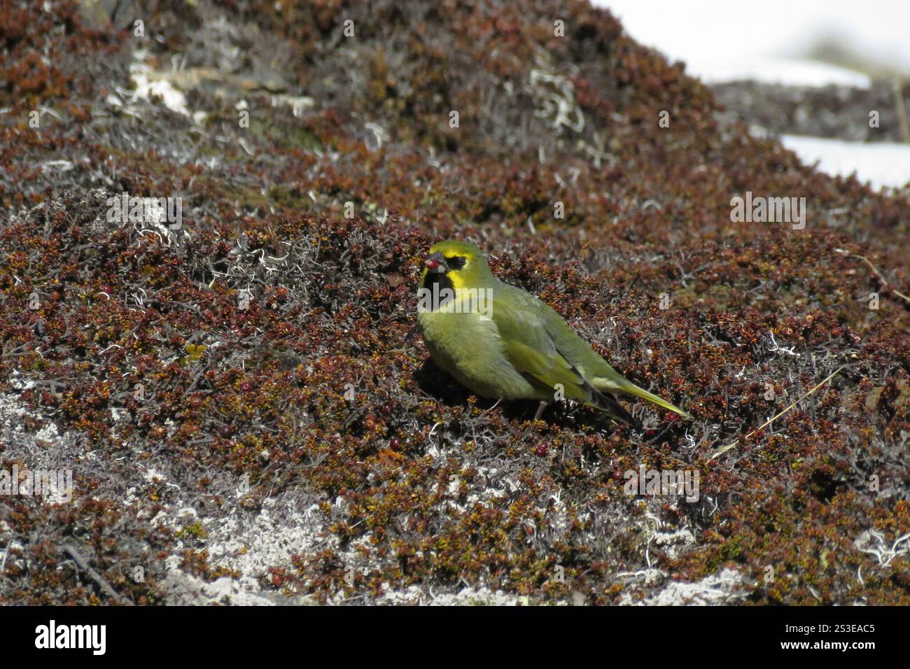 Yellow-bridled Finch (Melanodera xanthogramma Stock Photo - Alamy