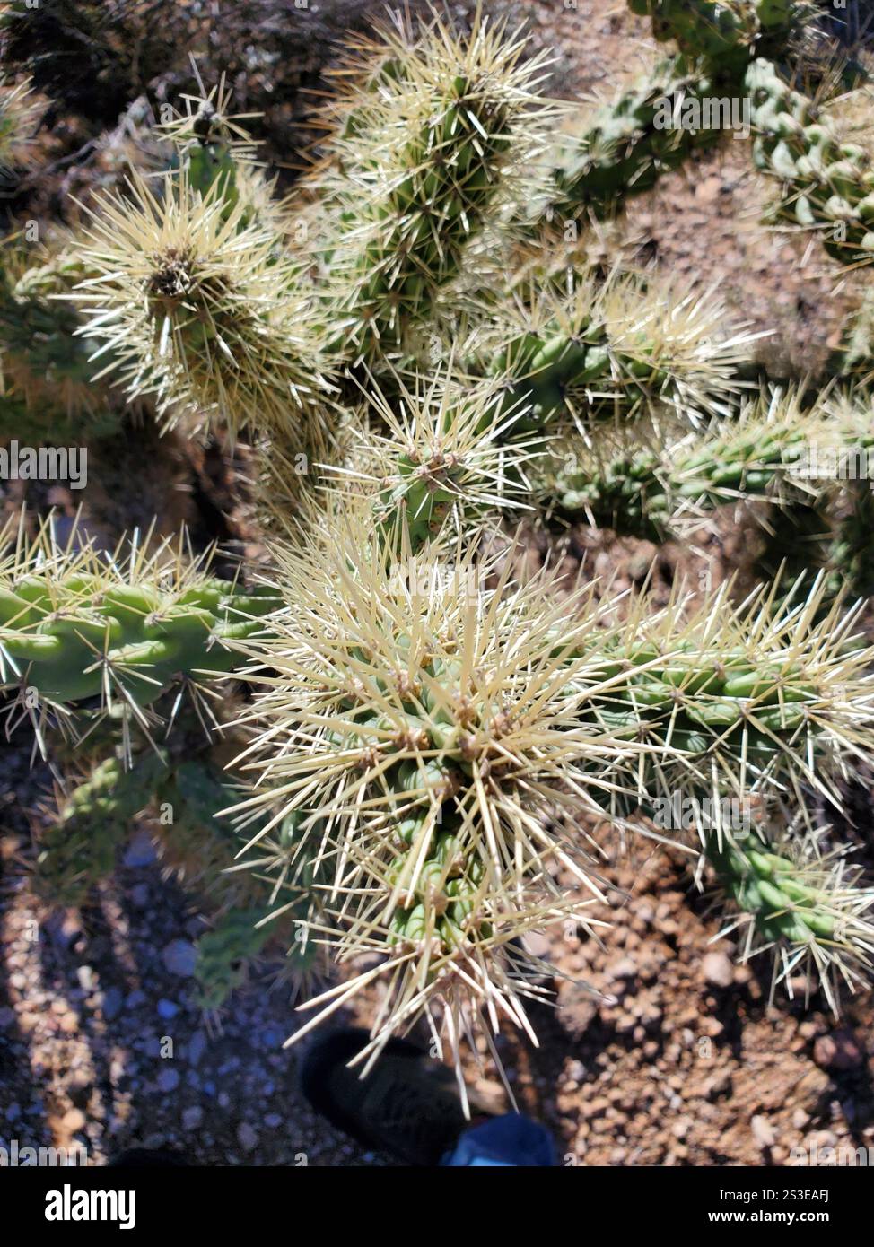 Chain-fruit Cholla (Cylindropuntia fulgida Stock Photo - Alamy