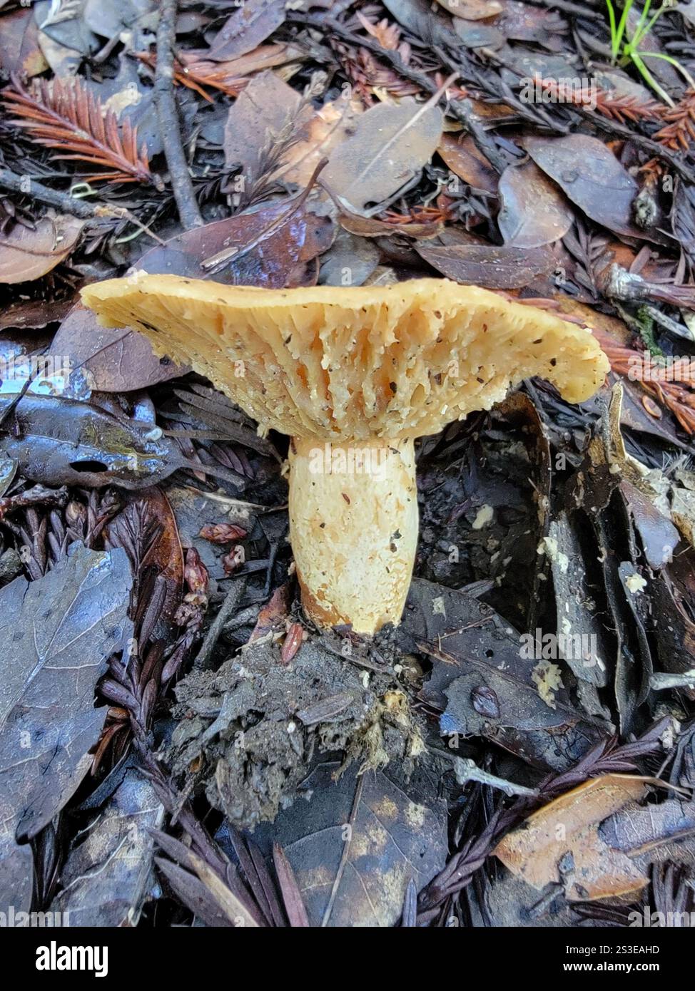golden milkcap (Lactarius alnicola Stock Photo - Alamy