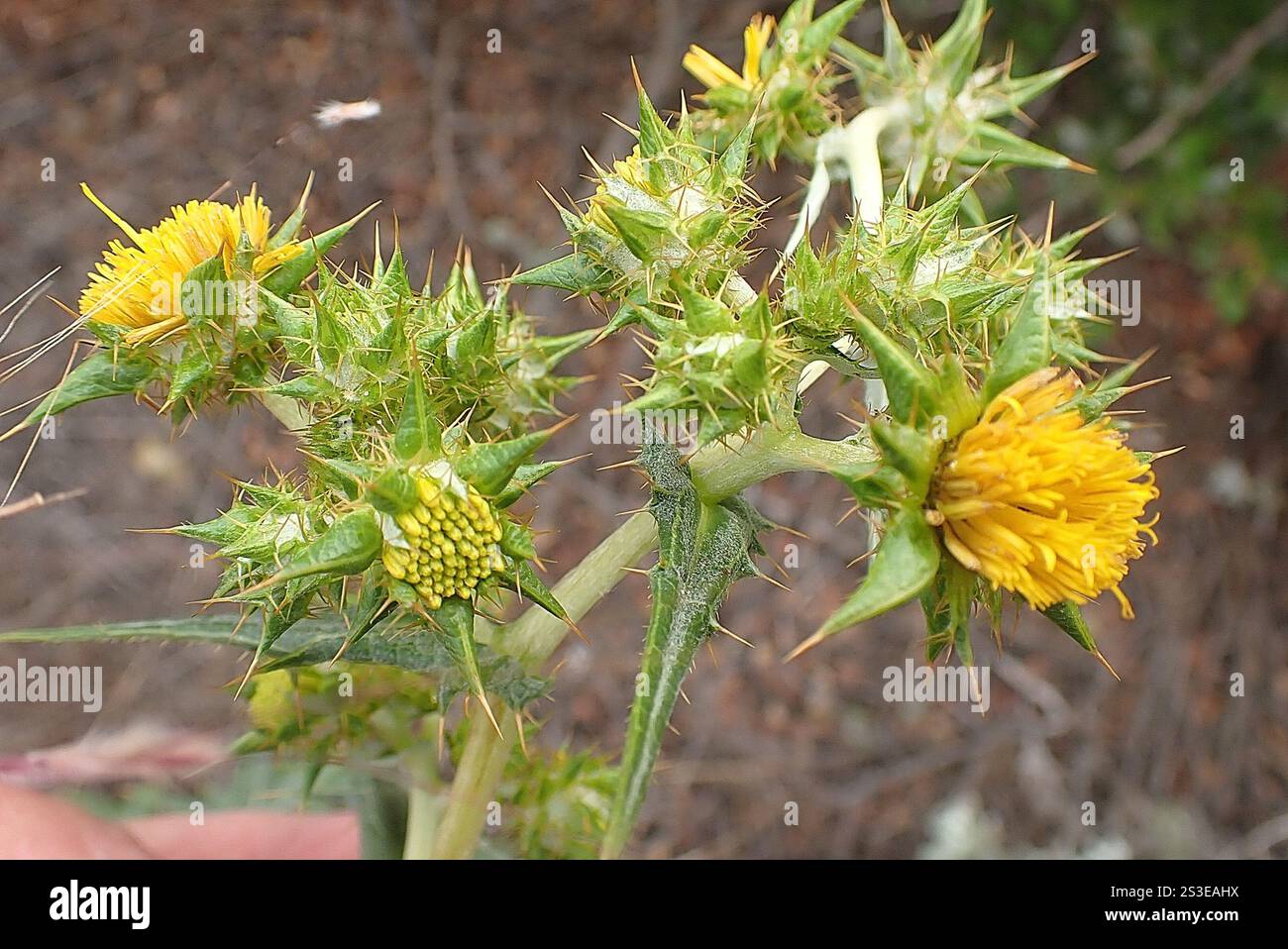 Weed African Thistle (Berkheya rigida Stock Photo - Alamy