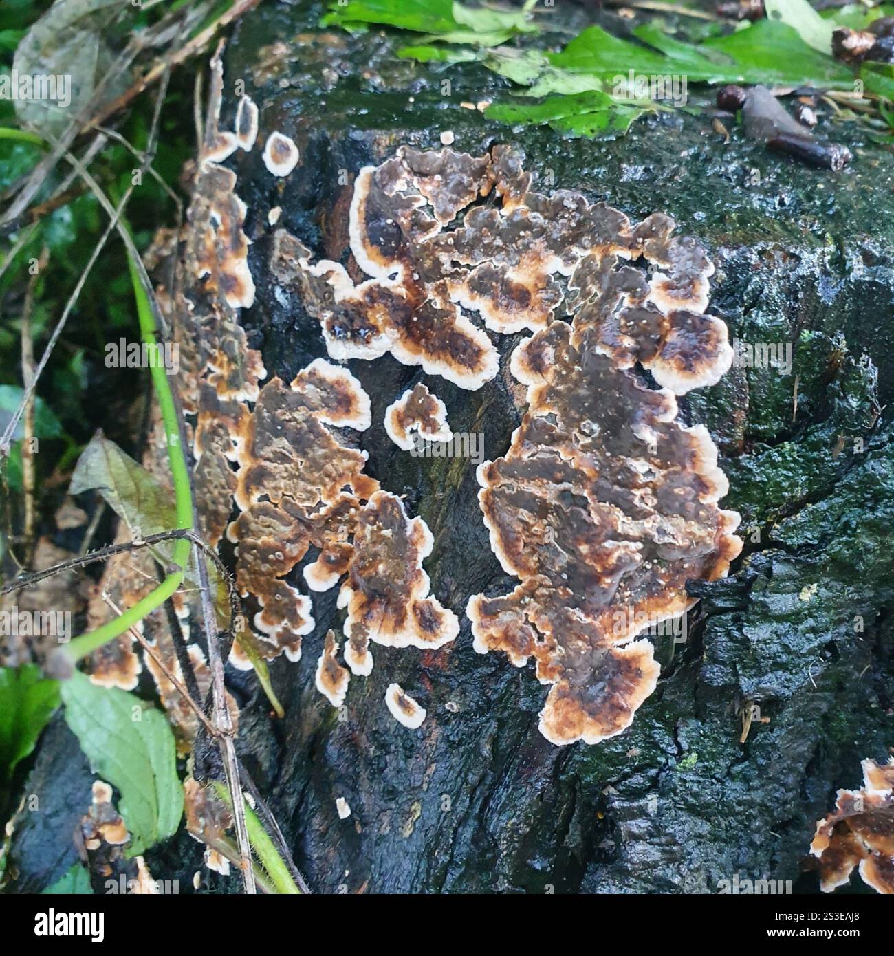 Broadleaf Bleeding-crust (Stereum rugosum Stock Photo - Alamy