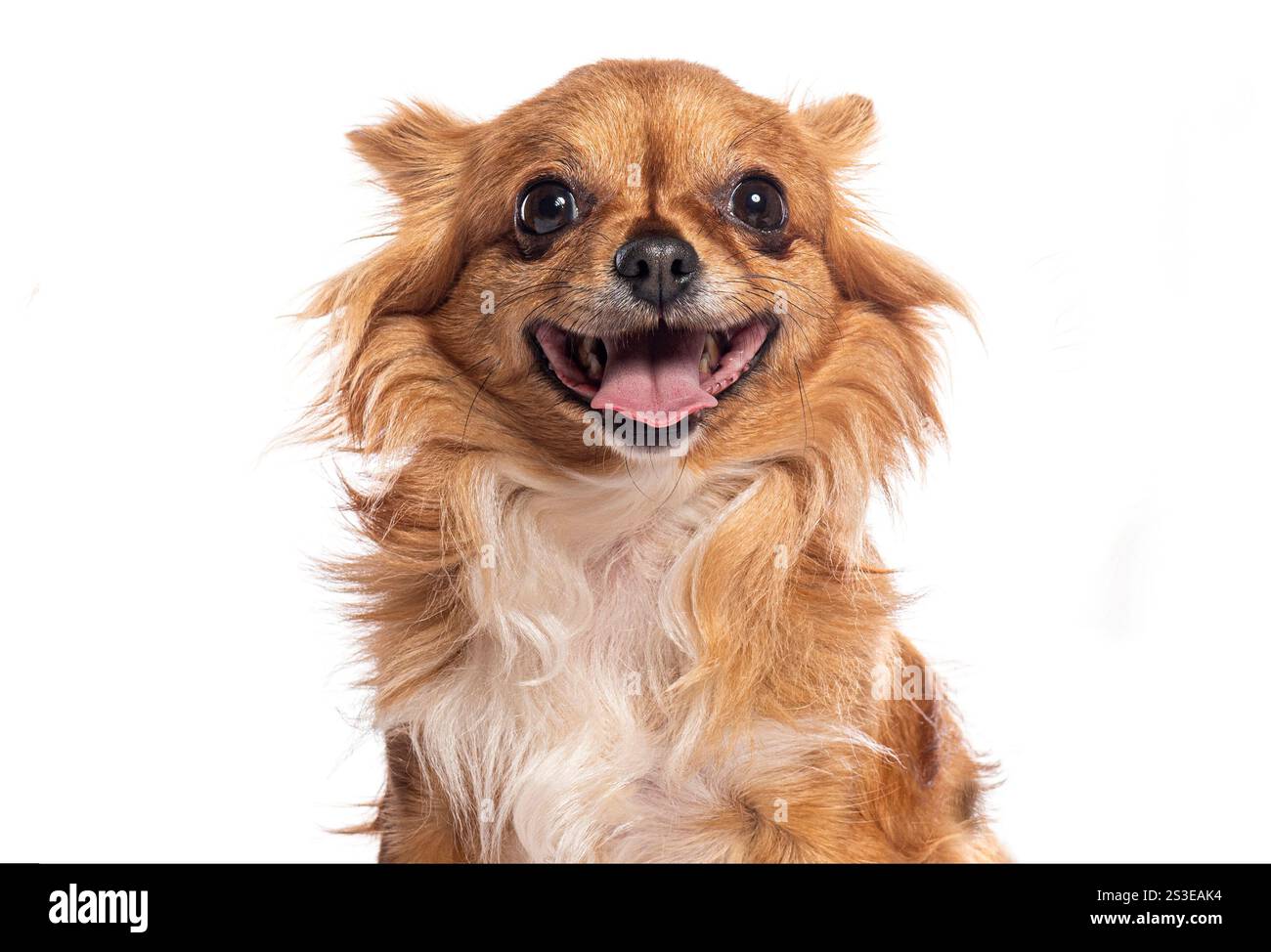 Long haired chihuahua dog panting and smiling on white background Stock ...