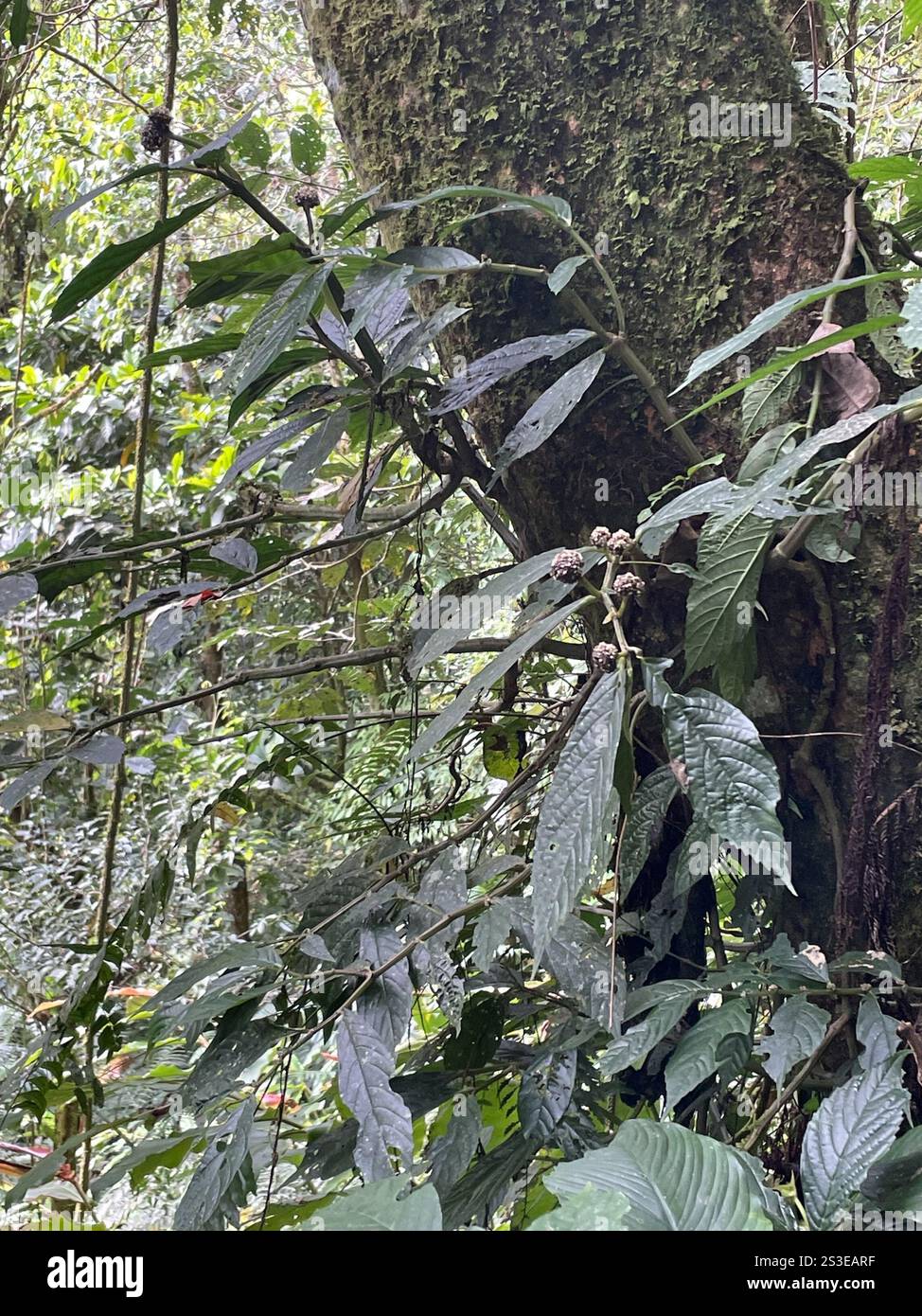 nettle family (Urticaceae Stock Photo - Alamy