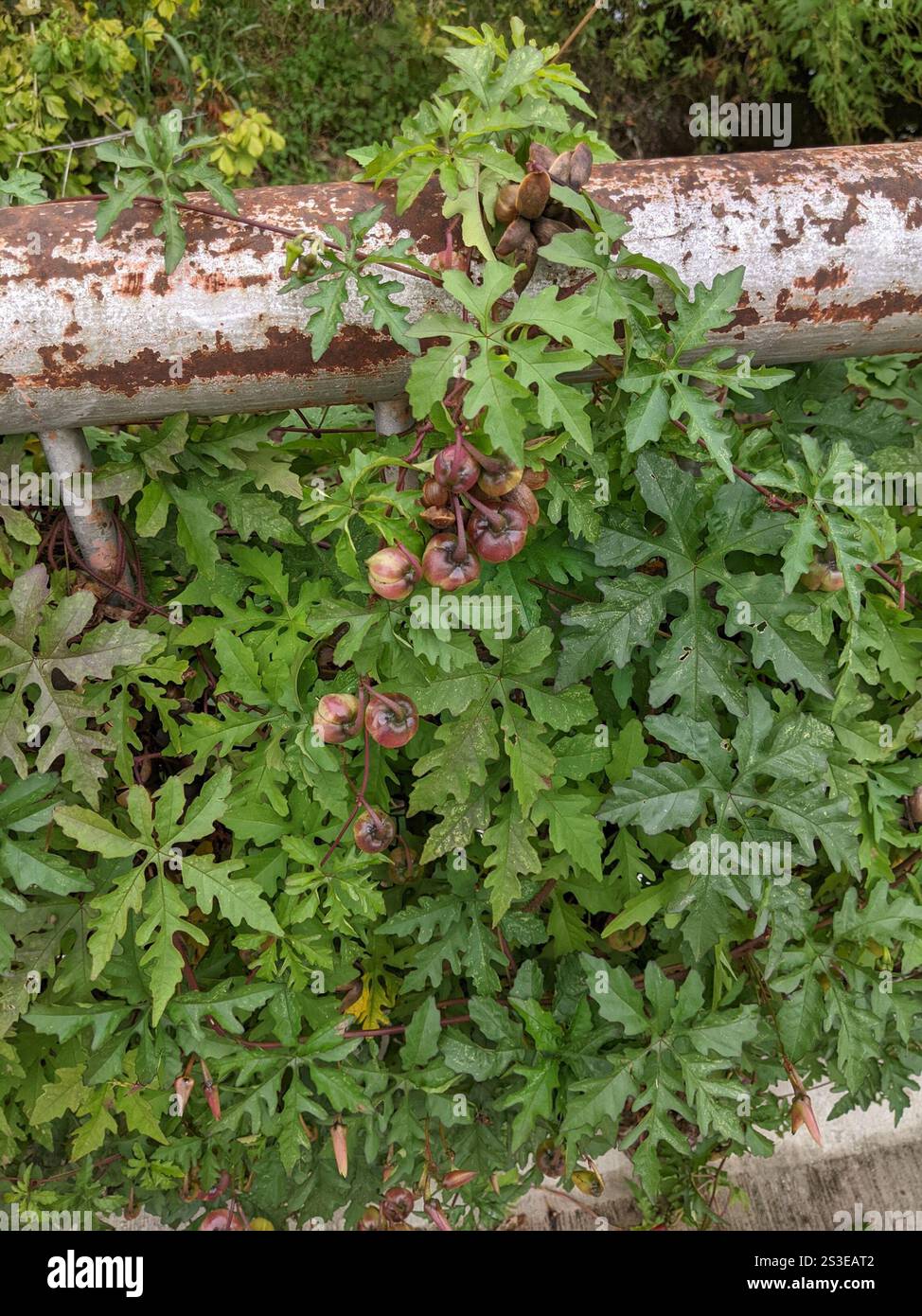 Alamo vine (Distimake dissectus Stock Photo - Alamy
