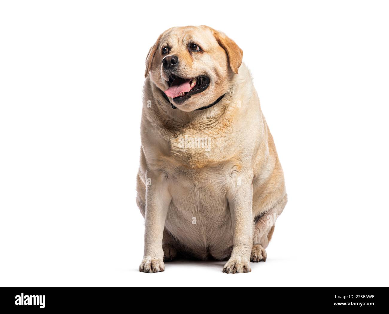Four years old overweight labrador retriever sitting and panting ...