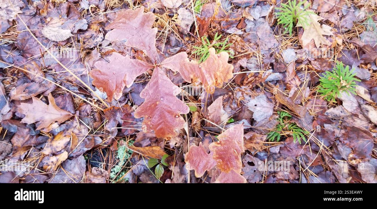 white oak (Quercus alba Stock Photo - Alamy