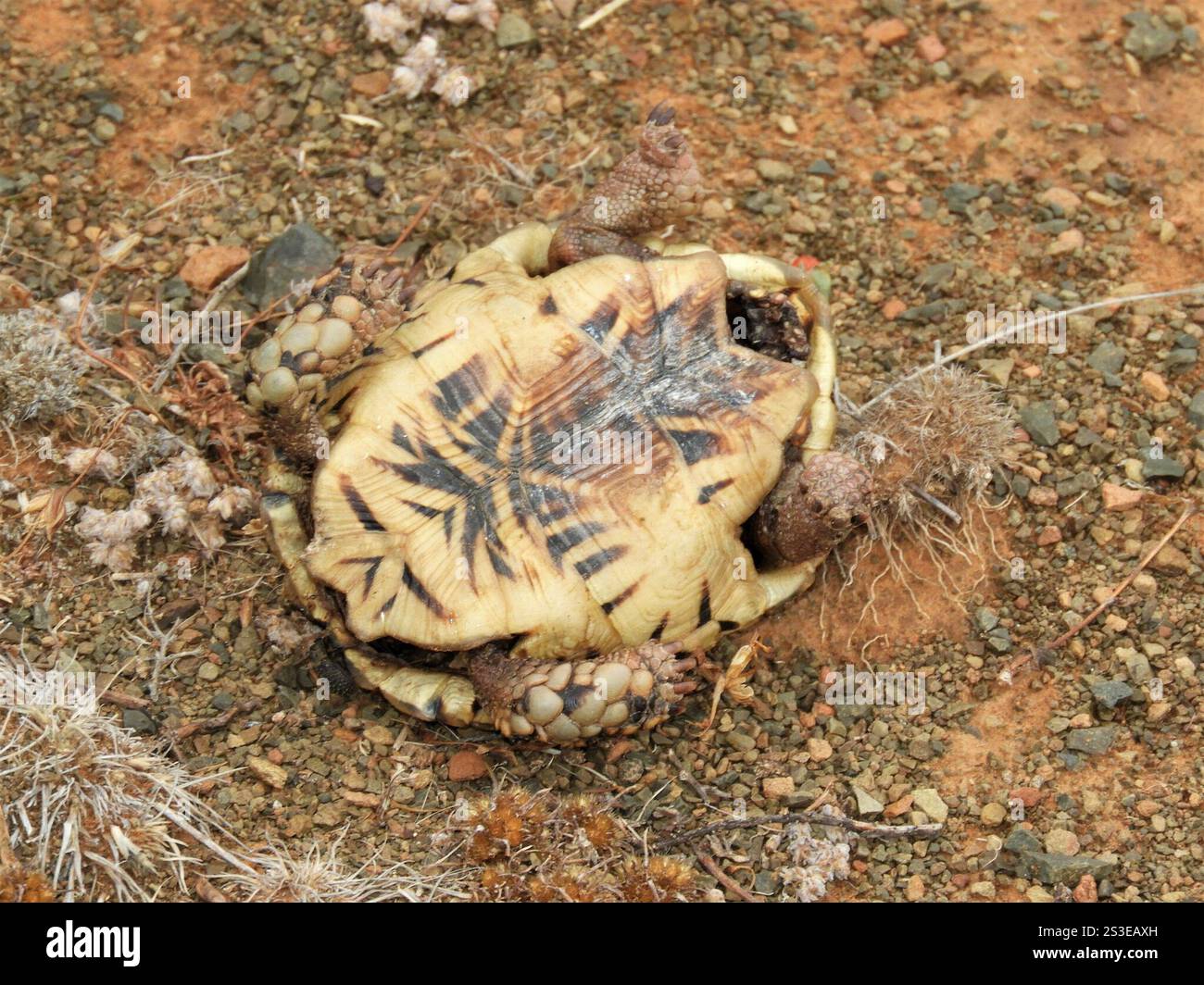 Southern tent tortoise (Psammobates tentorius tentorius Stock Photo - Alamy