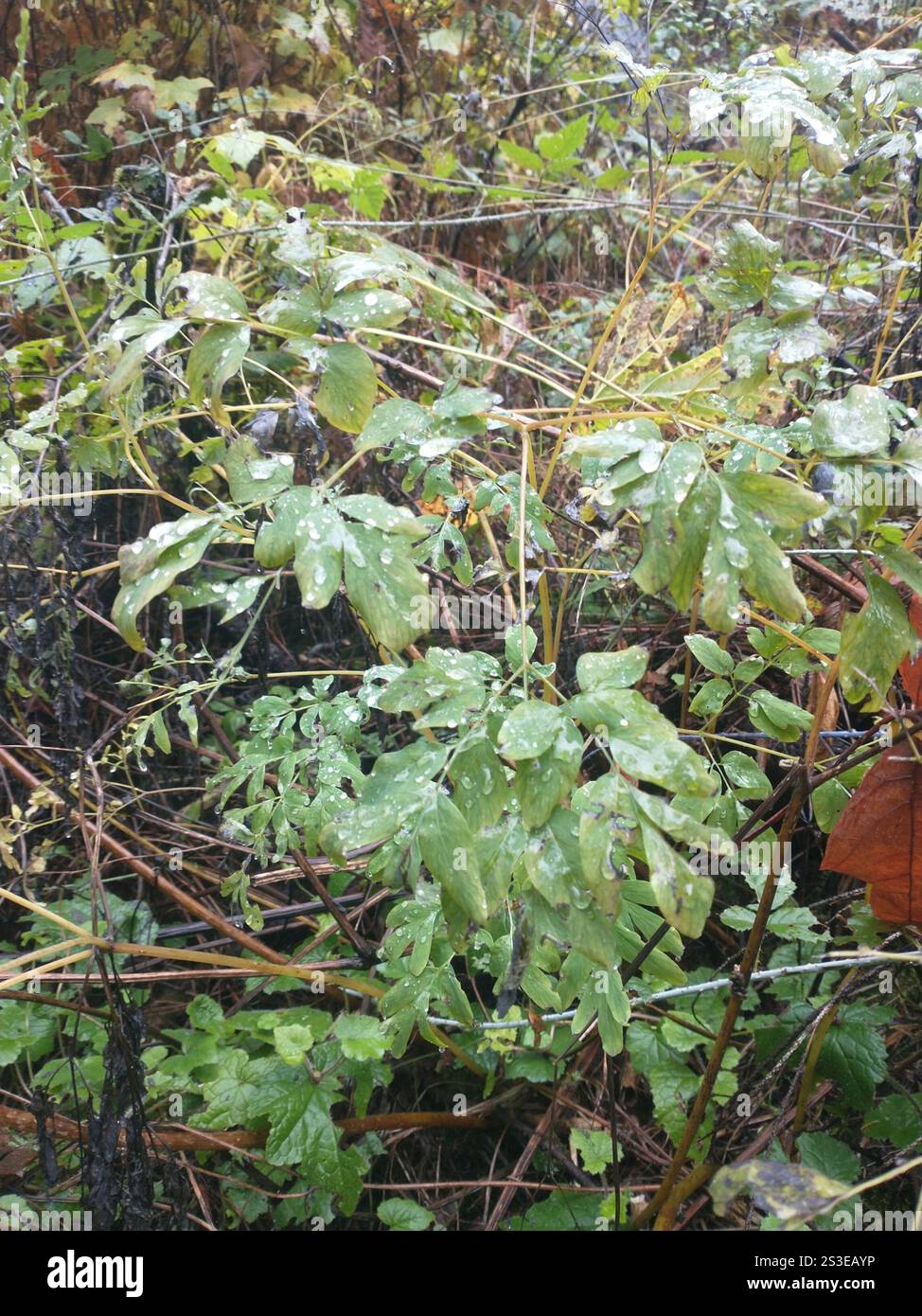 Scouler's Corydalis (Corydalis scouleri Stock Photo - Alamy