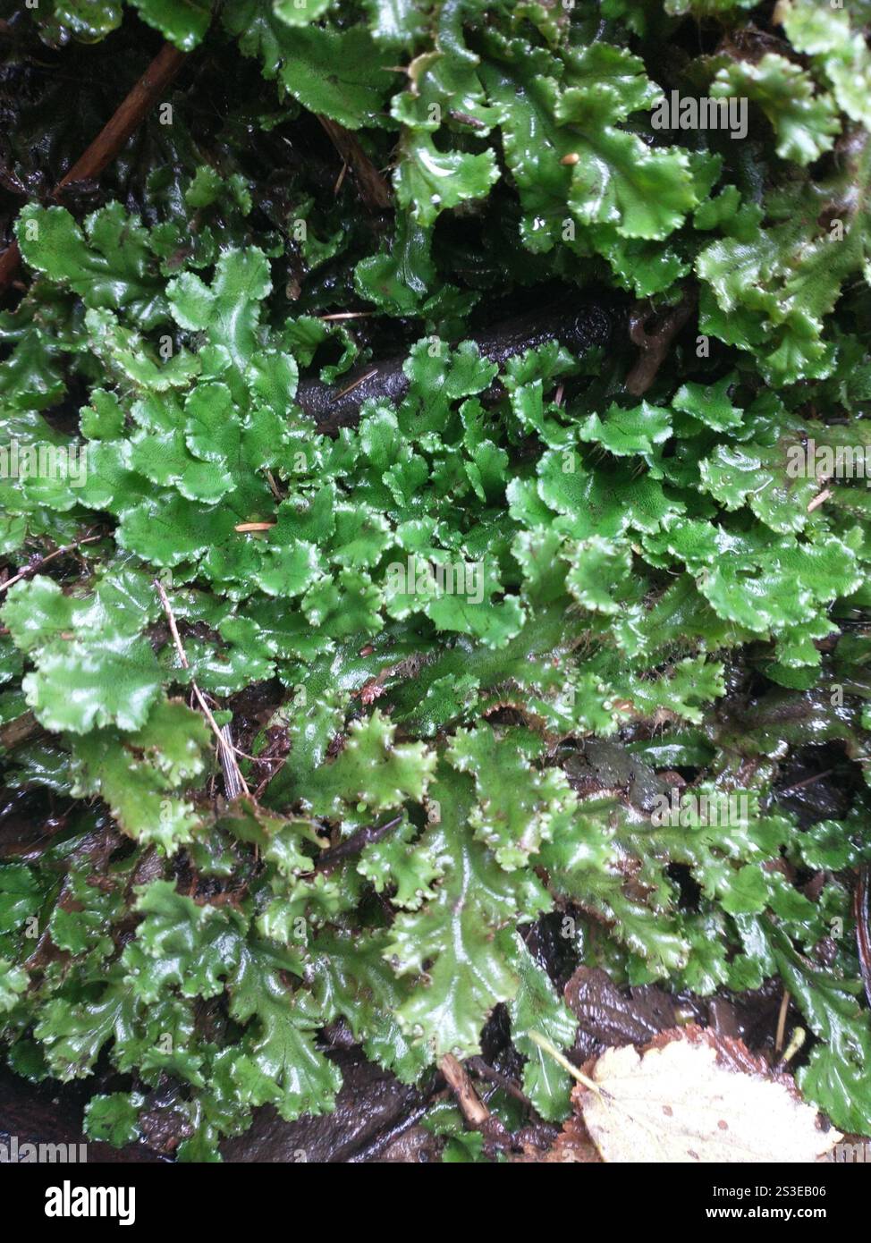 Common Liverwort (Marchantia polymorpha Stock Photo - Alamy