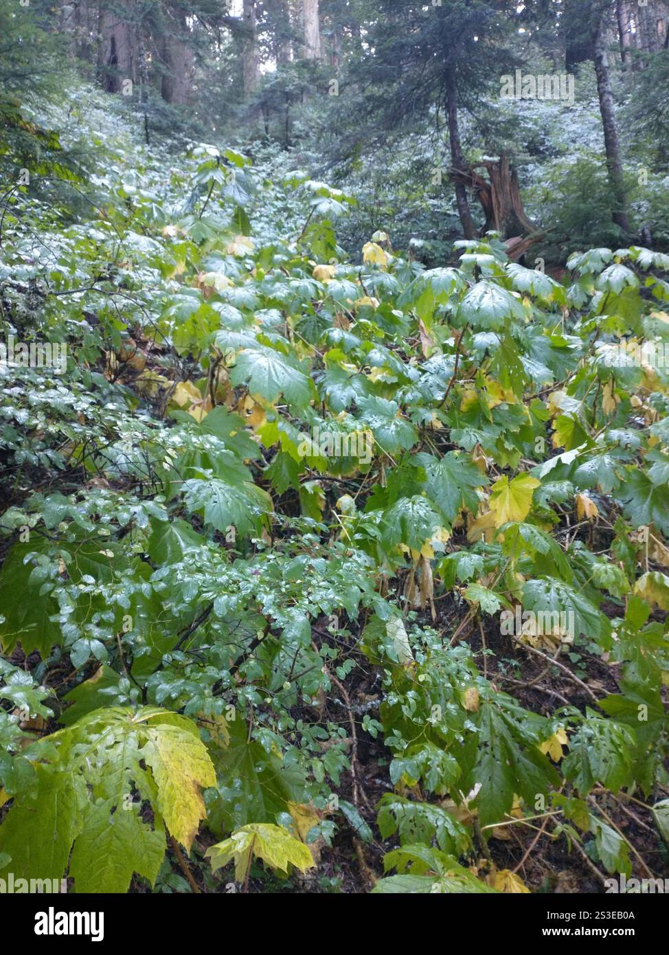 Devil's Club (Oplopanax horridus Stock Photo - Alamy
