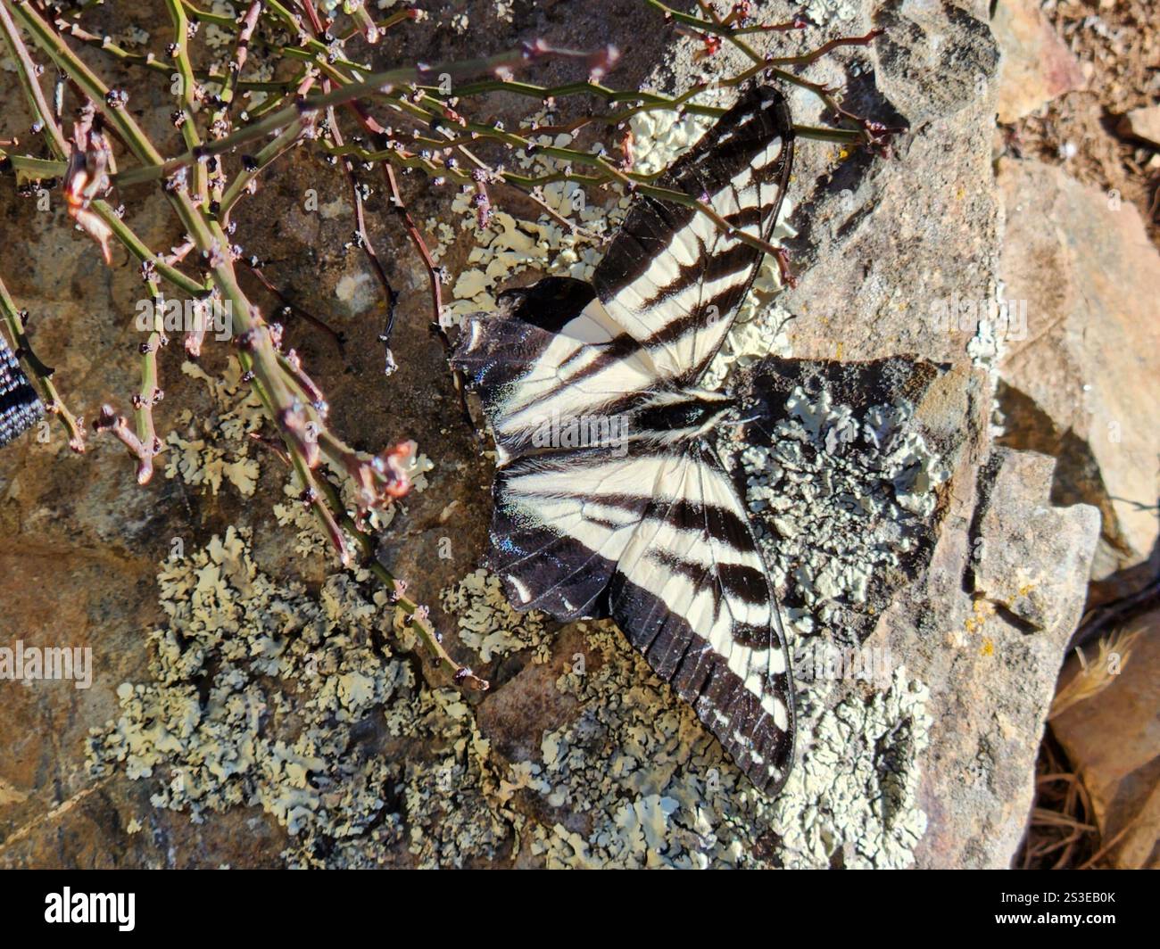 Pale Swallowtail (Papilio eurymedon Stock Photo - Alamy