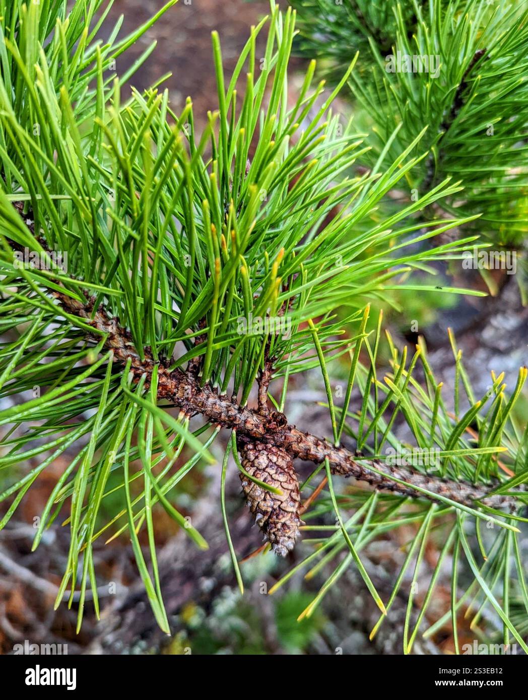 Shore Pine (Pinus contorta contorta Stock Photo - Alamy