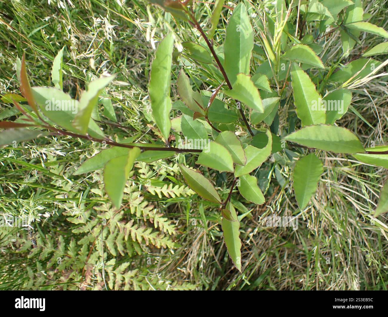 Common Cape Holly (Ilex mitis mitis Stock Photo - Alamy